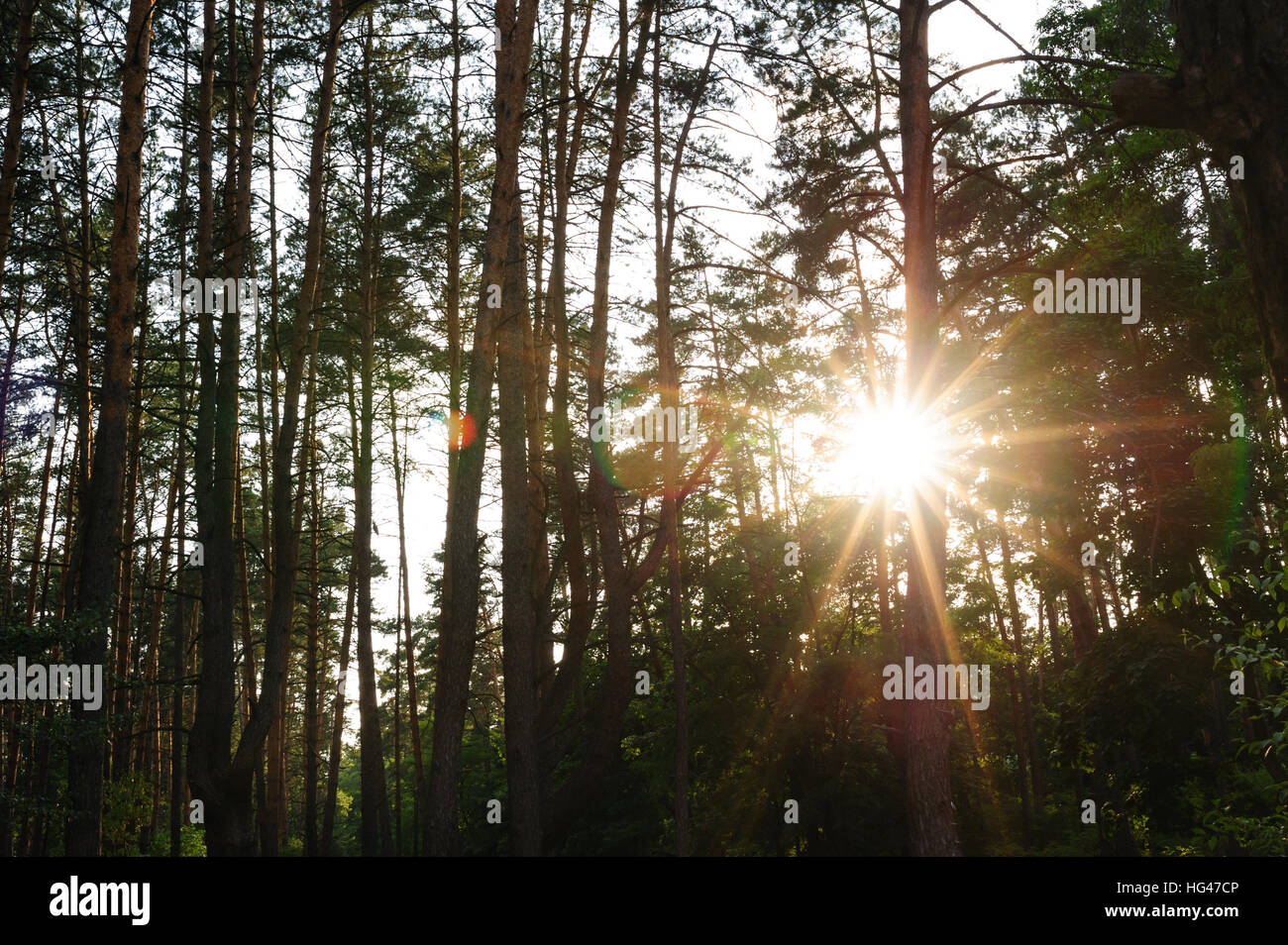 Beautiful sunset pine forest hi-res stock photography and images - Alamy