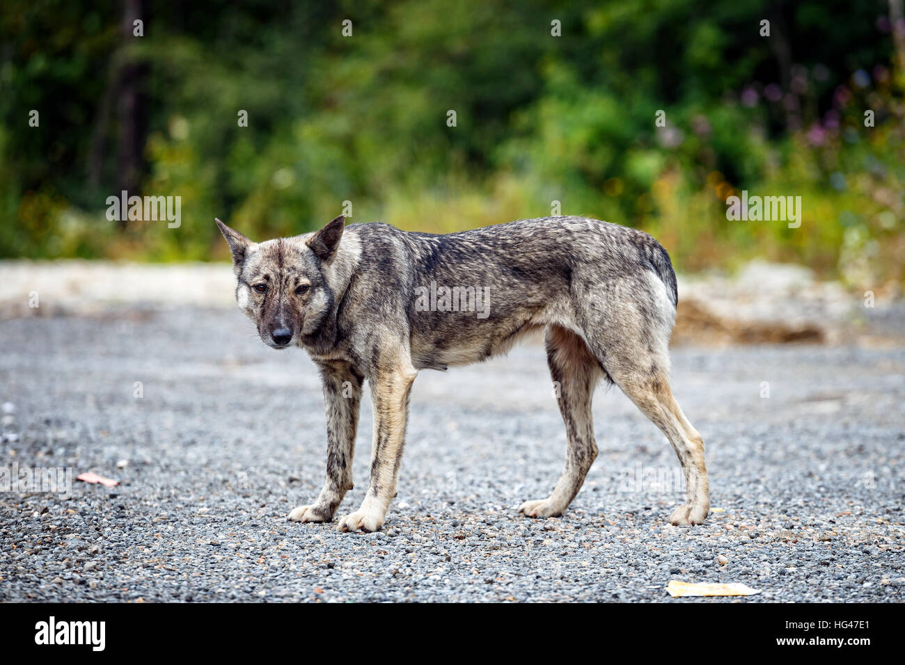 picture of an aggressive dog, close up Stock Photo - Alamy