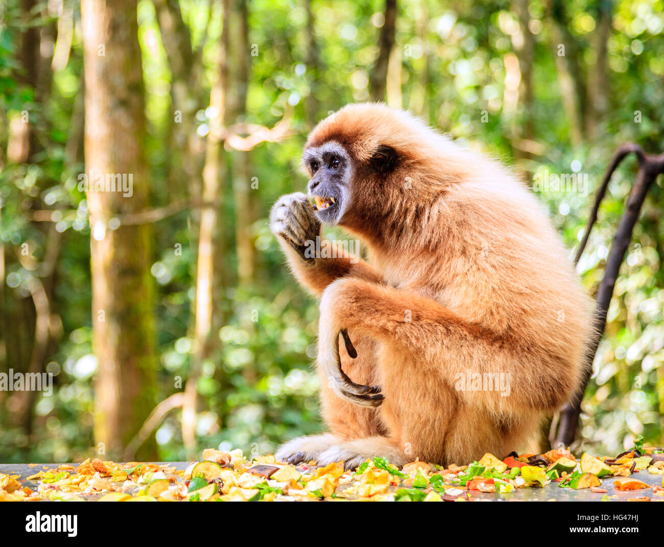 Lar or white-handed gibbon at primate rescue center near Plettenberg ...