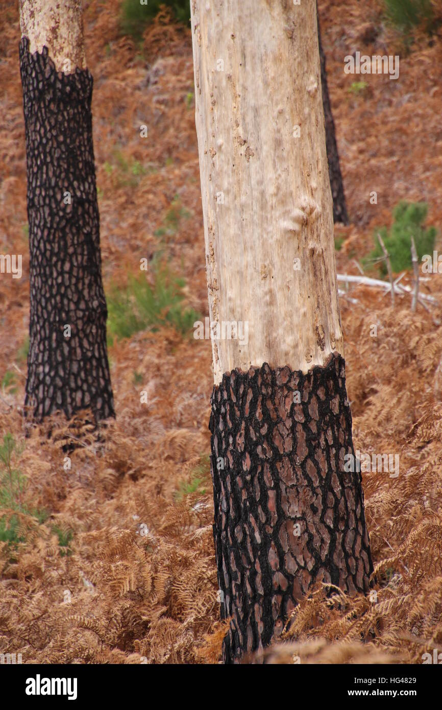 bark peeled off on a pine-tree Stock Photo - Alamy