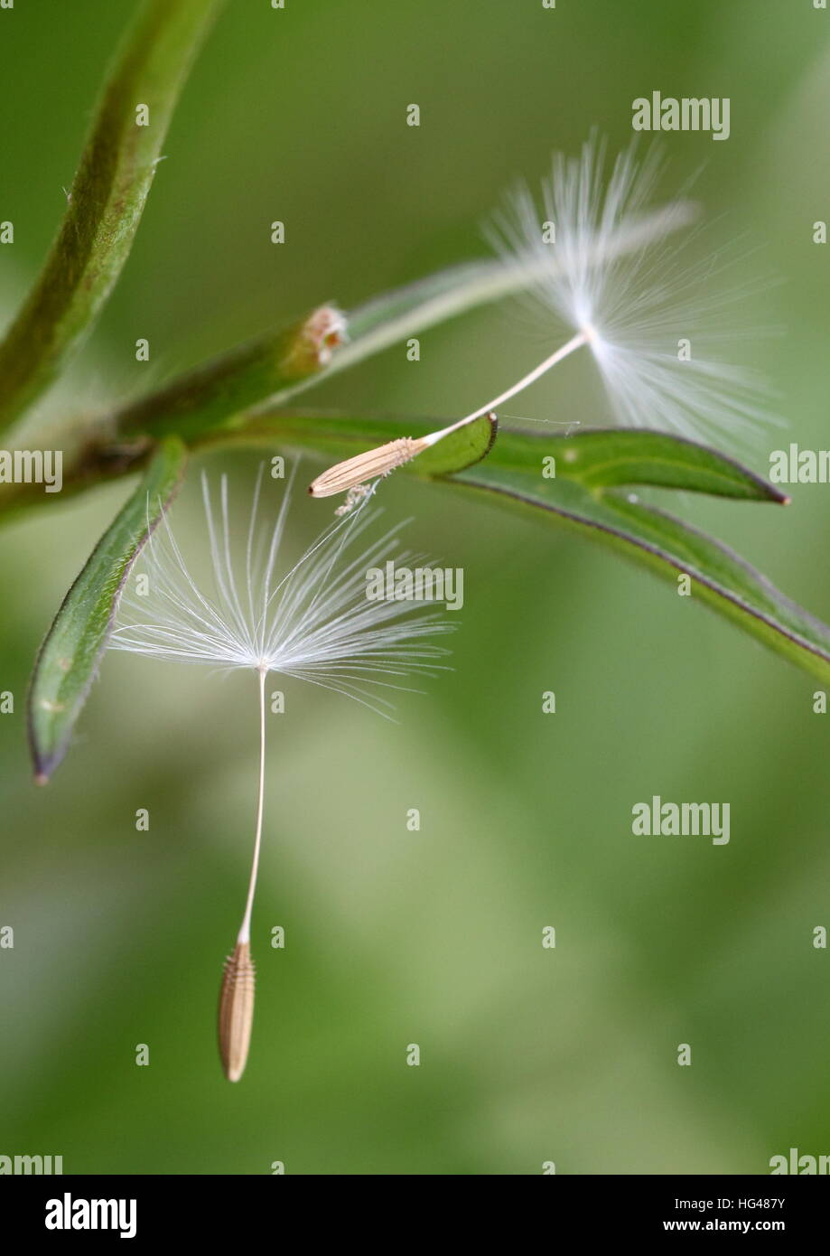 Two dandelion seeds caught on grass in a field Stock Photo - Alamy