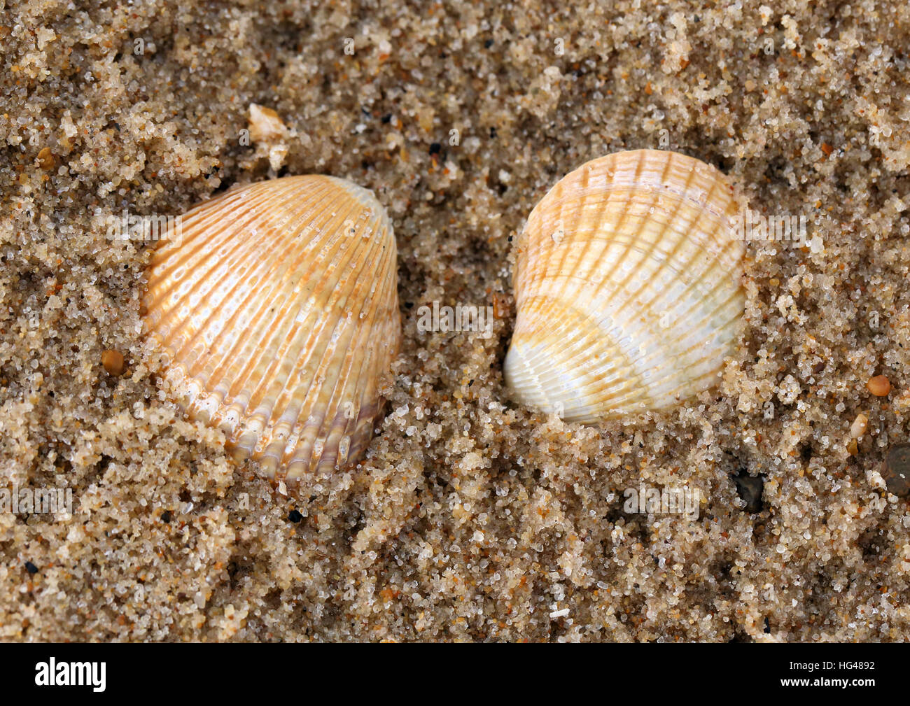 Two cockle shells on sand hi-res stock photography and images - Alamy