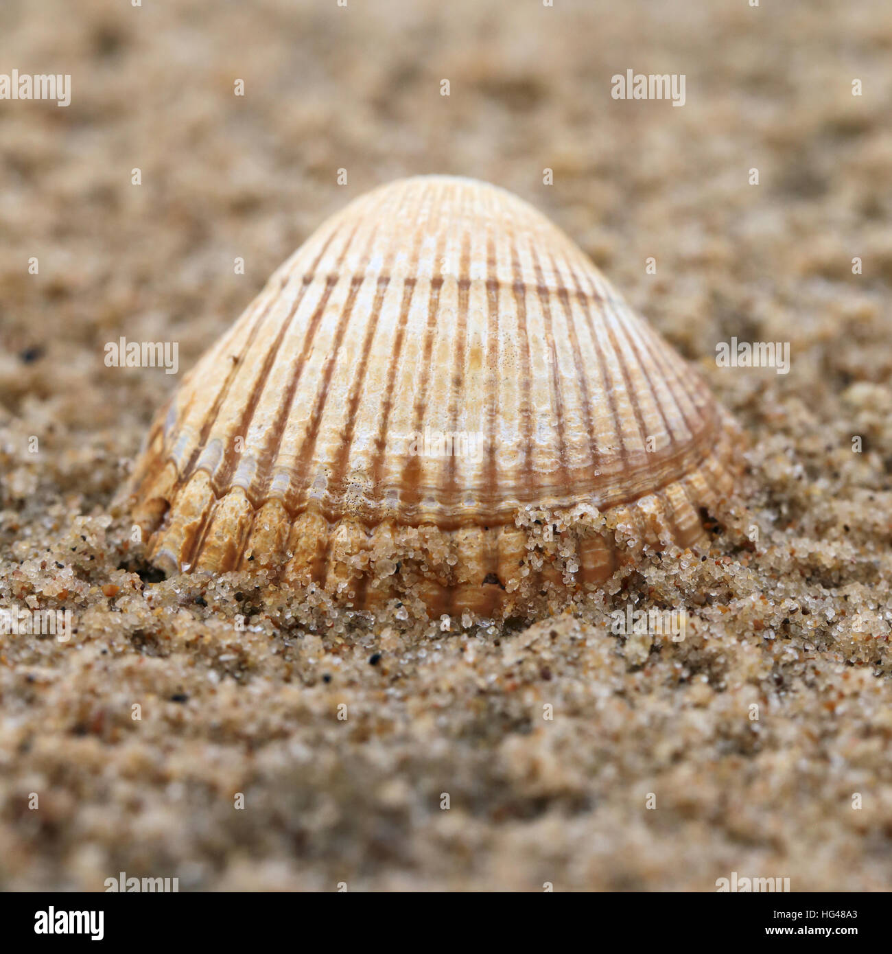 Cockle shell hi-res stock photography and images - Alamy