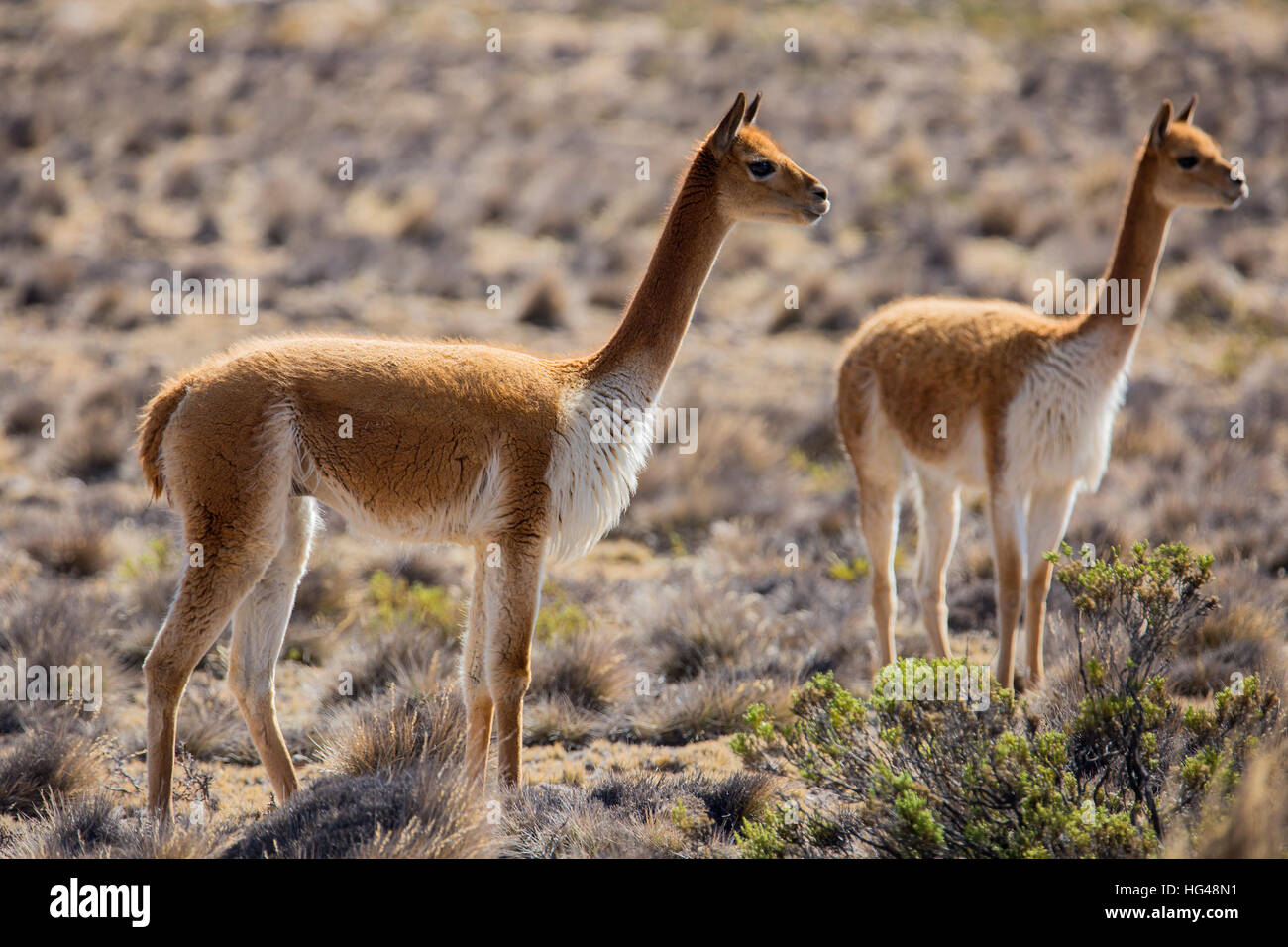 Vicuna wool hi-res stock photography and images - Alamy