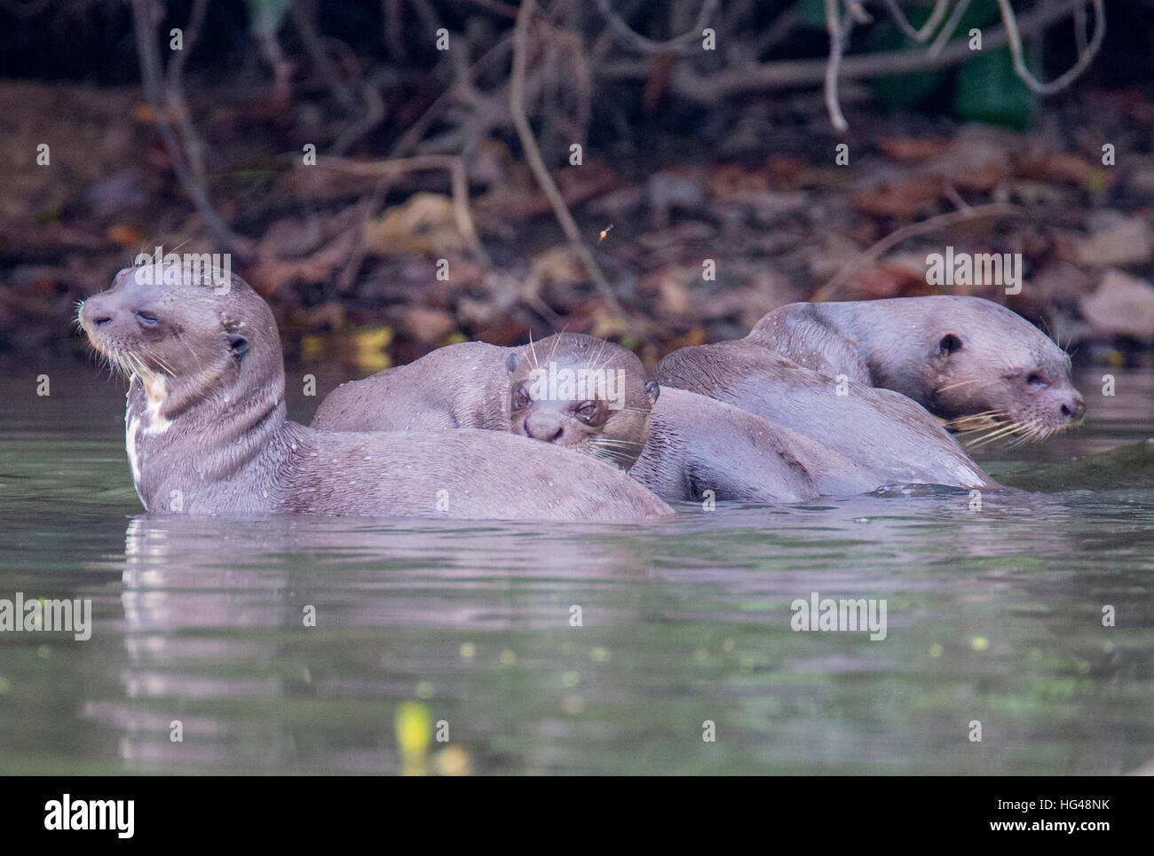 Oxbow lake peru hi-res stock photography and images - Alamy