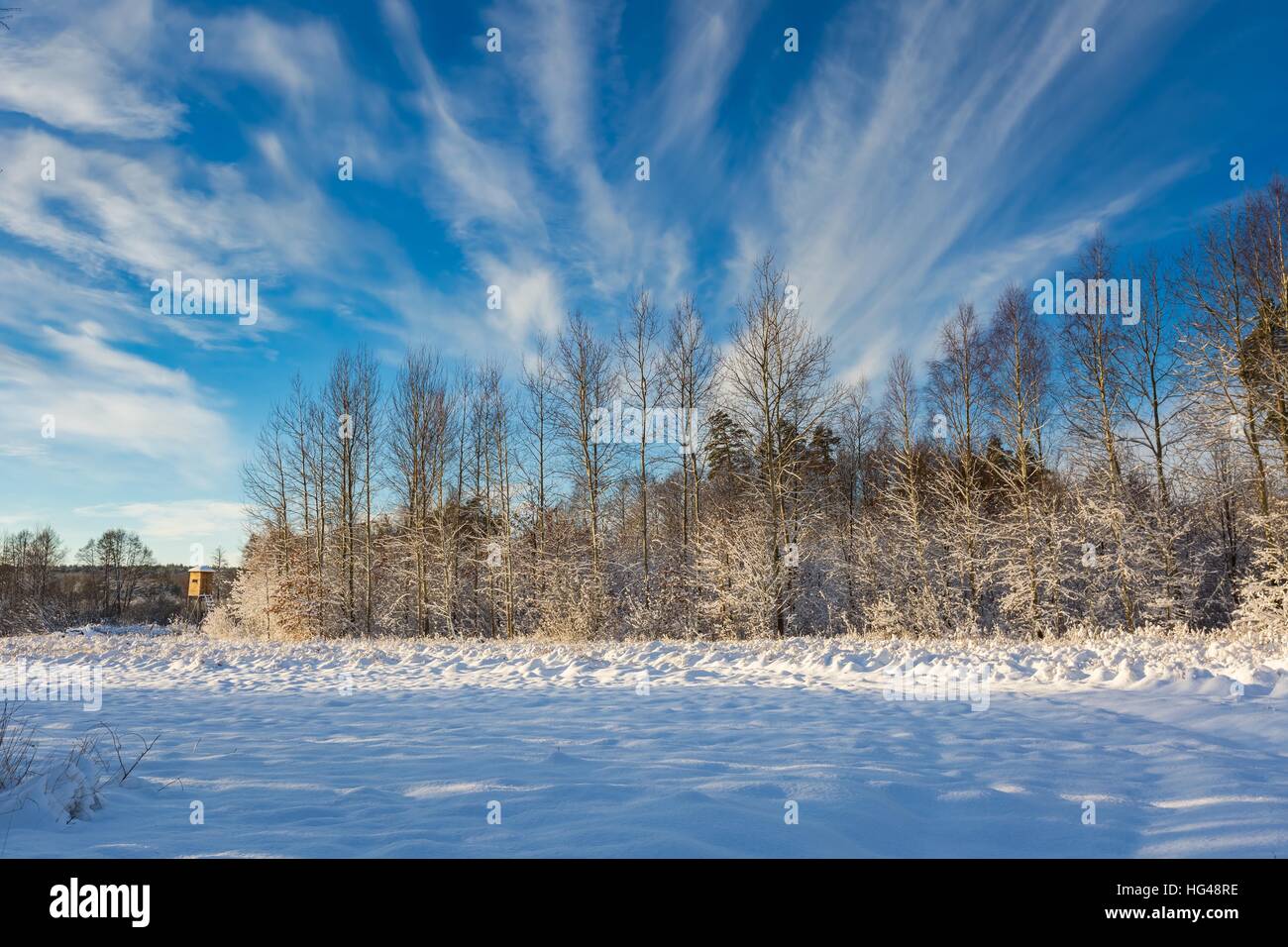 Beautiful winter field and trees landscape. Snow covered polish ...