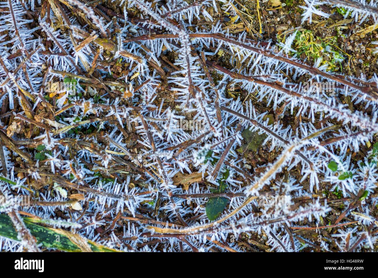 Ice structure on plants. Plants with rime in close up. Natural winter ...