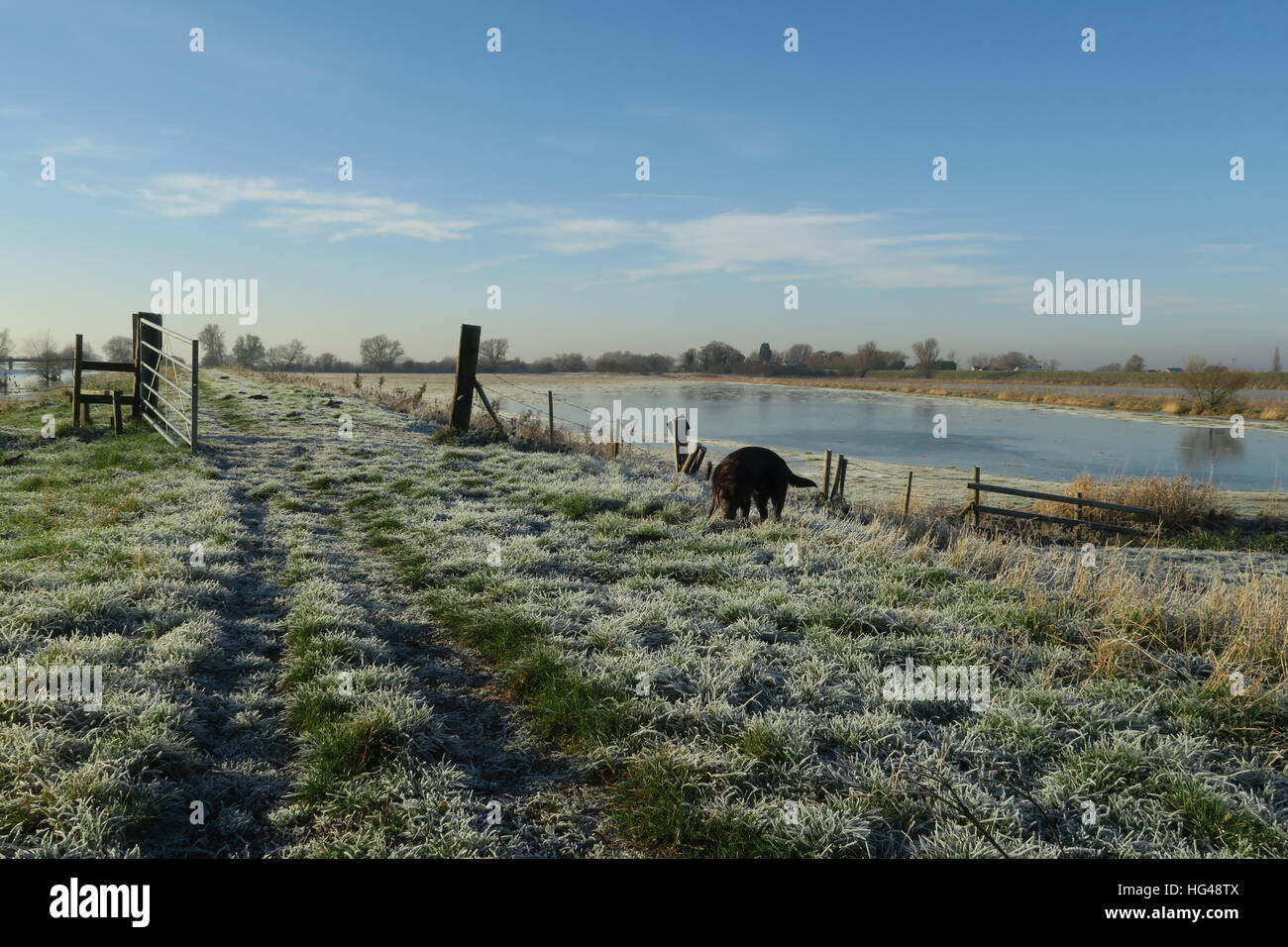 dog walk, fenland river, winter Stock Photo - Alamy