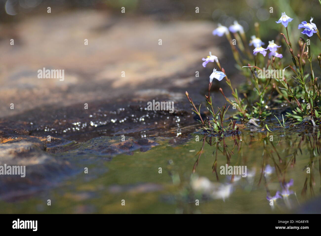 Pond flowers hi-res stock photography and images - Alamy