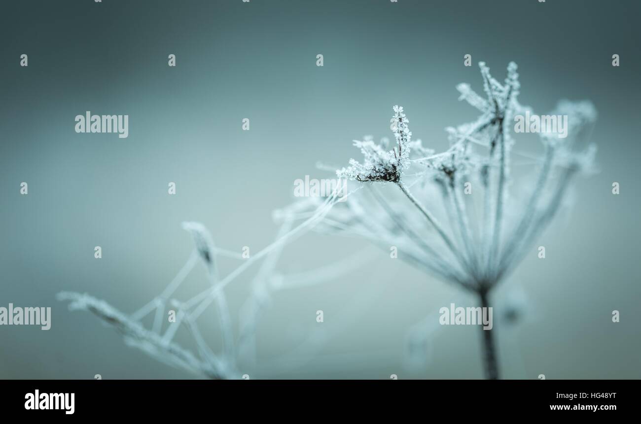 Macro of plant with rime. Natural plant part with rime in close up ...