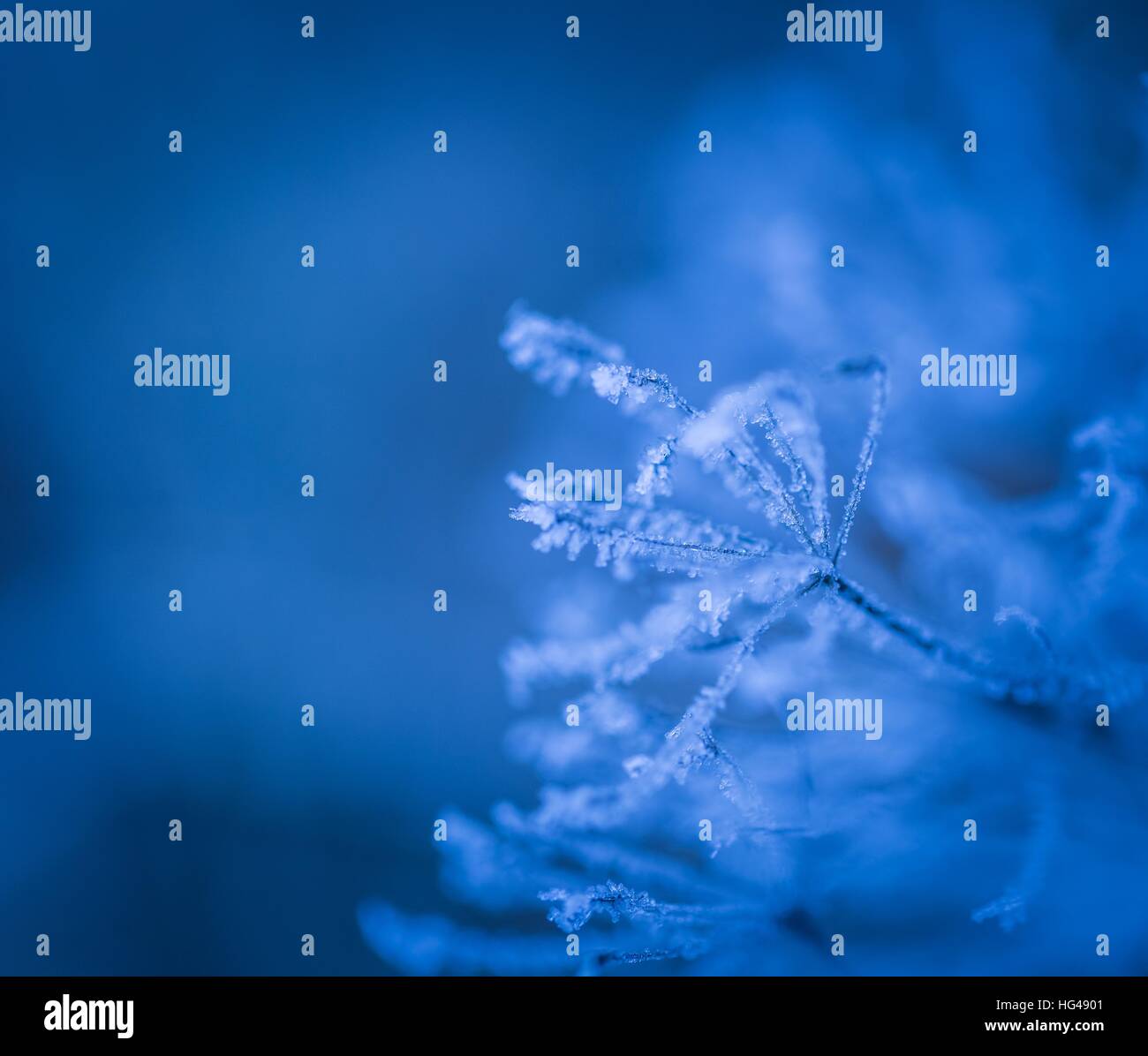 Macro of plant with rime. Natural plant part with rime in close up ...