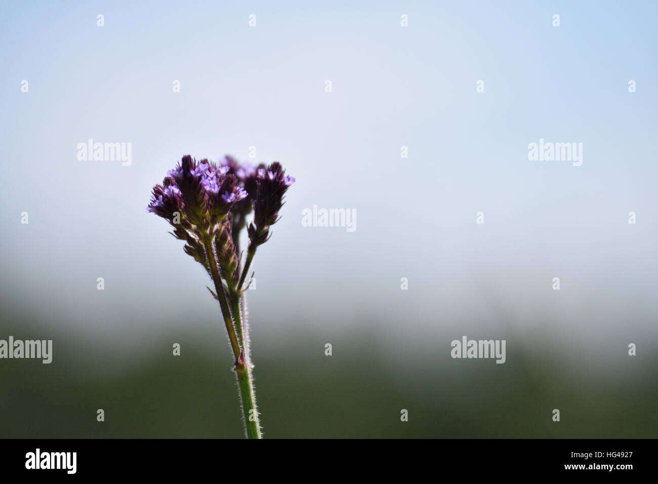 Soothing flower hi-res stock photography and images - Alamy