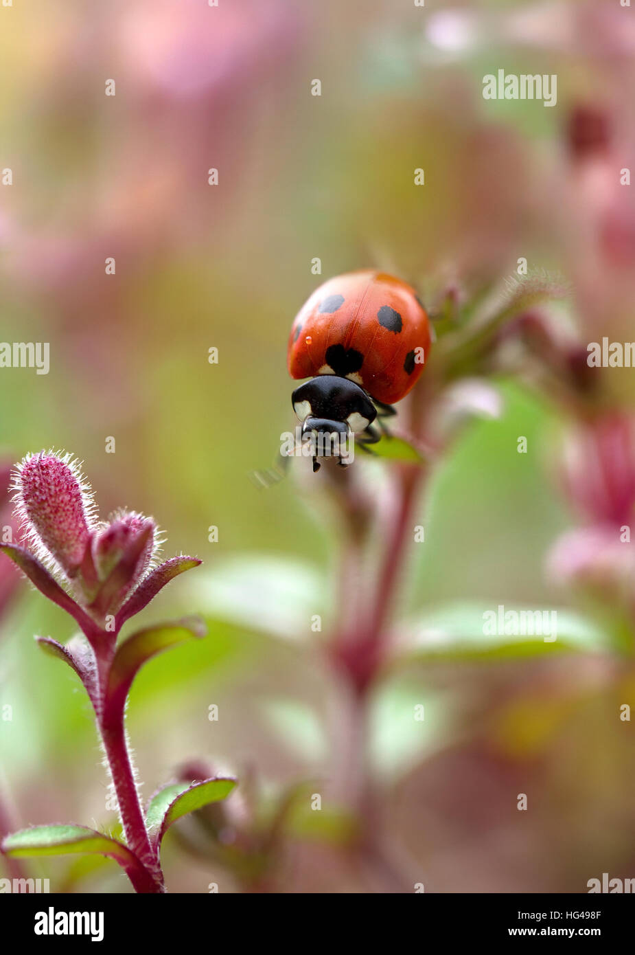 Seven spot Ladybird resting on plant stem Stock Photo - Alamy