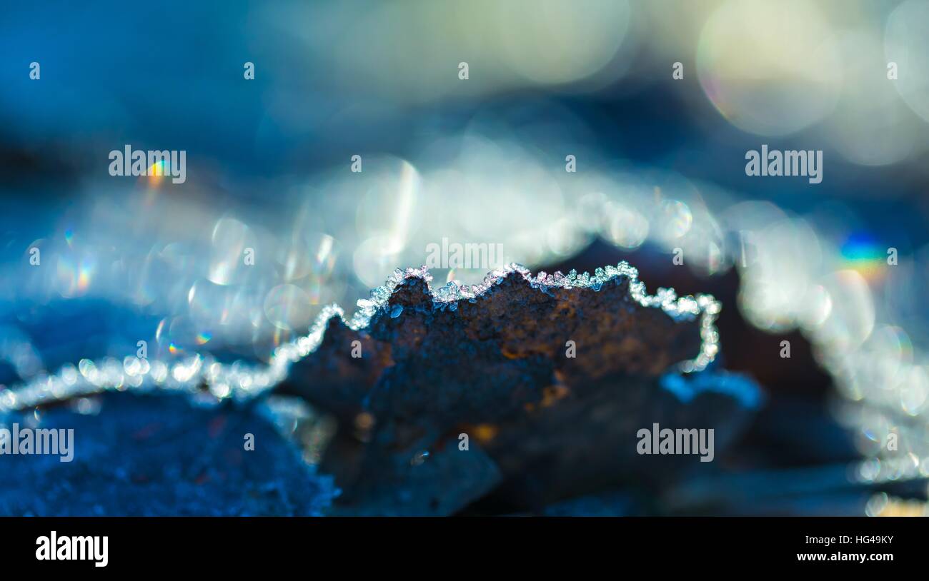 Close up of fallen leaf with rime. Beautiful autumnal or winter ...