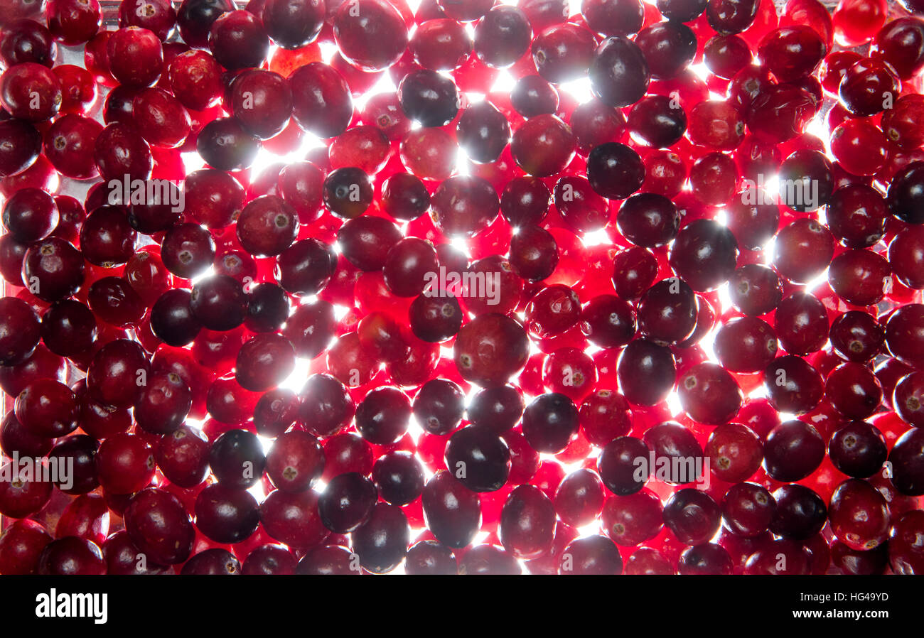 Lots of red cranberries on a bright background Stock Photo - Alamy