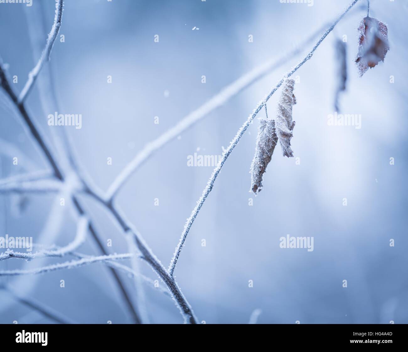 Beautiful frozen tree branch with dead leaves and ice crystals. Close ...
