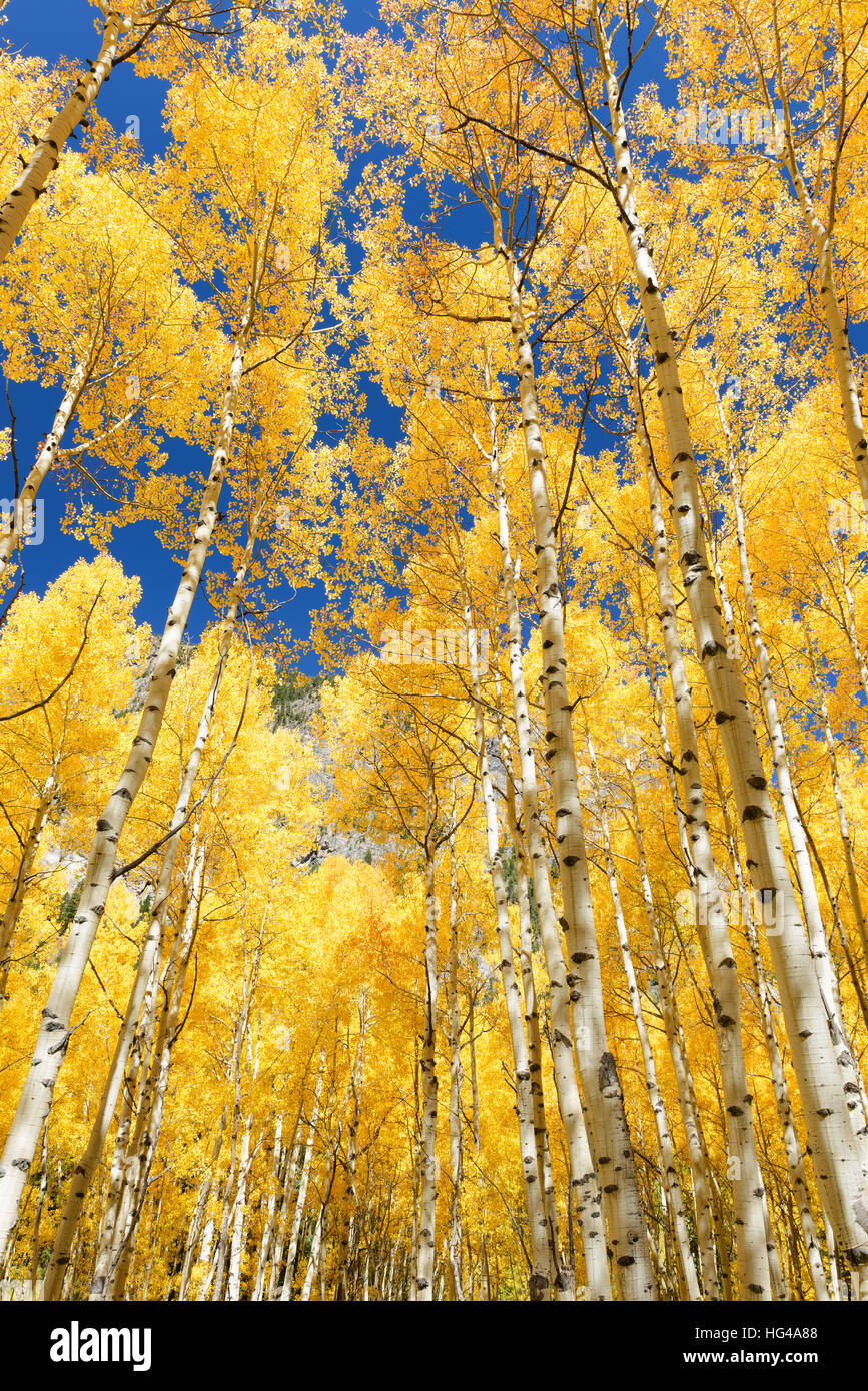 Abstract of golden aspen tree in Aspen - snowmass wilderness area ...