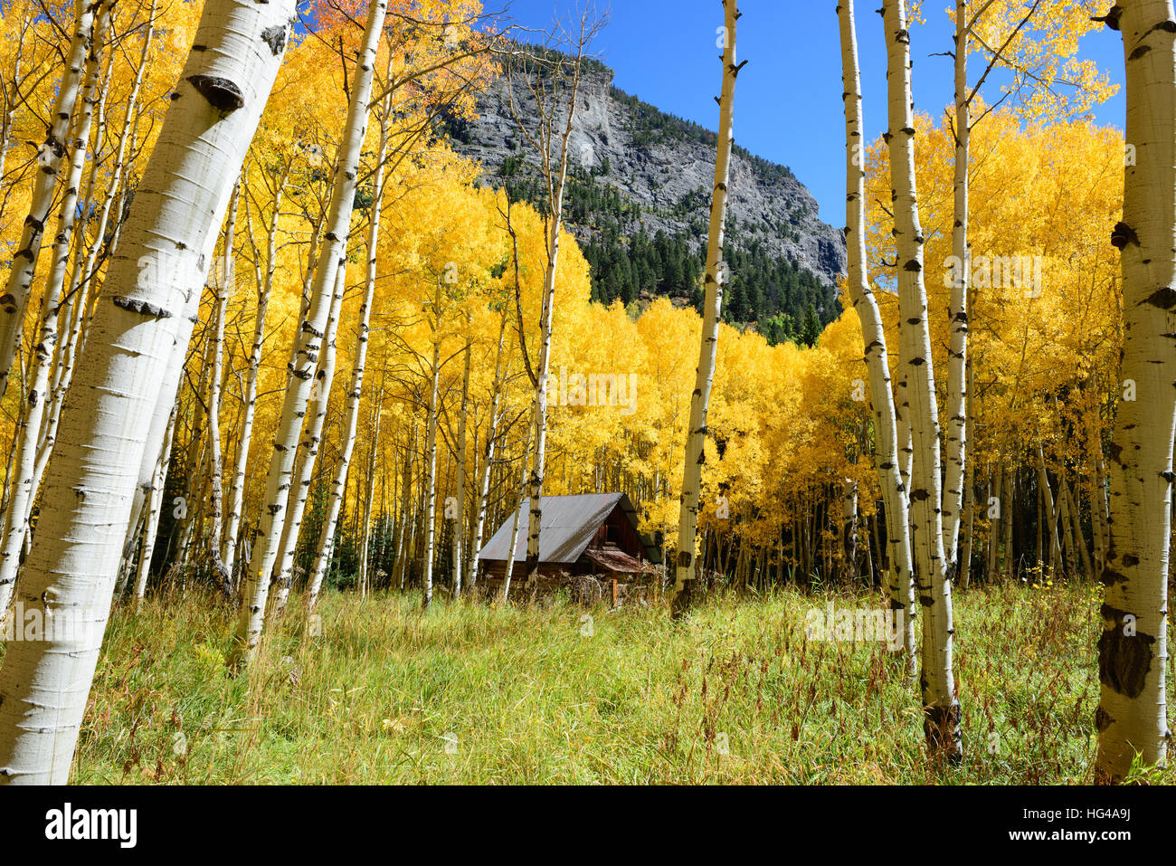 Golden aspen hi-res stock photography and images - Alamy