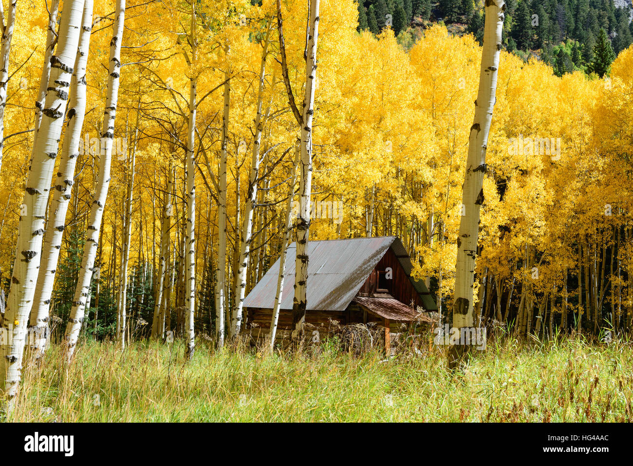 Aspen tree beautiful hi-res stock photography and images - Alamy