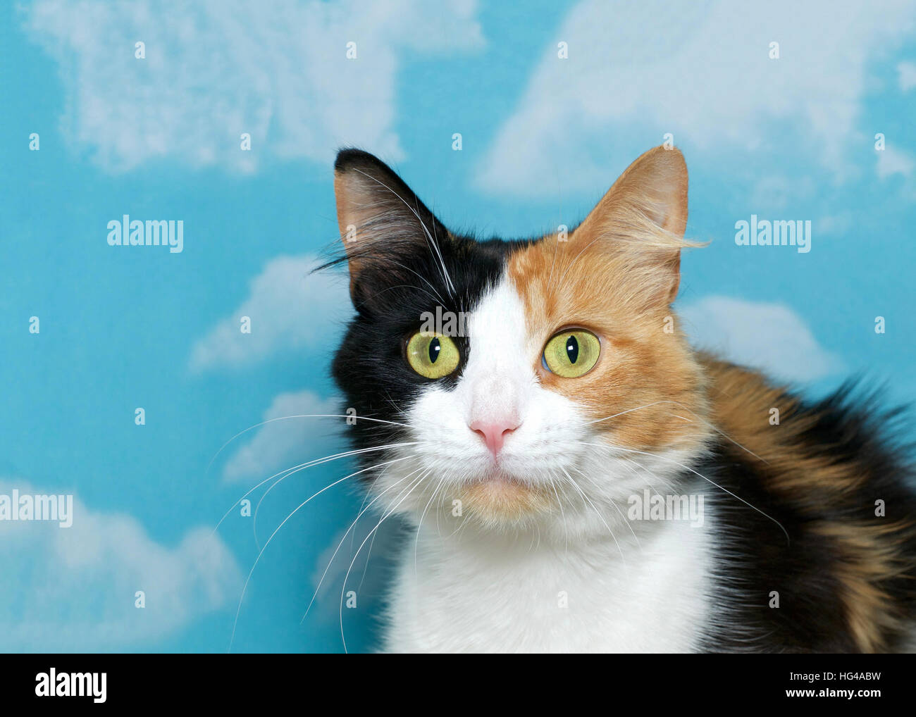 Calico Cat With Blue And Green Eyes