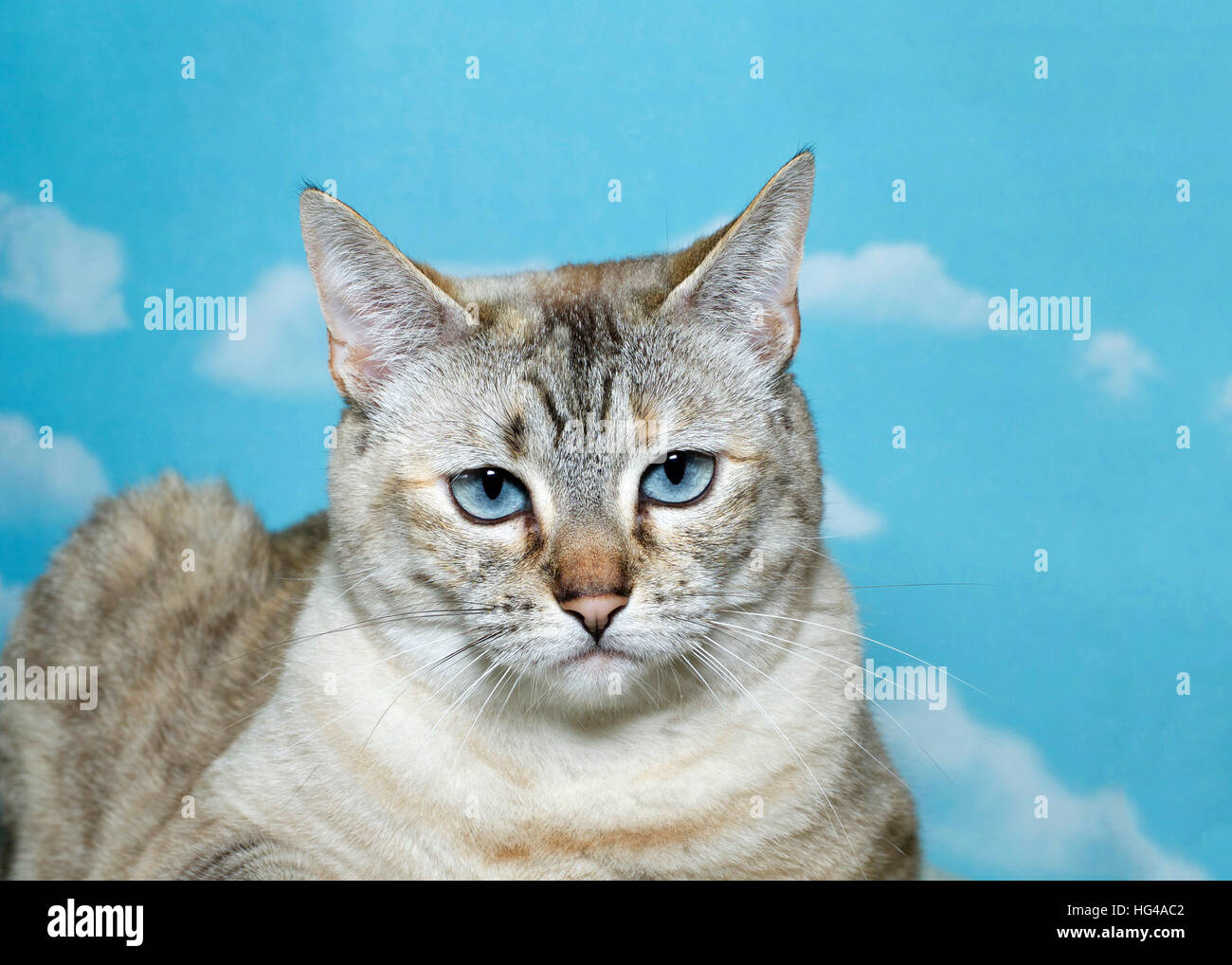 Lynx cat glaring at the camera, blue background whit white cloud ...
