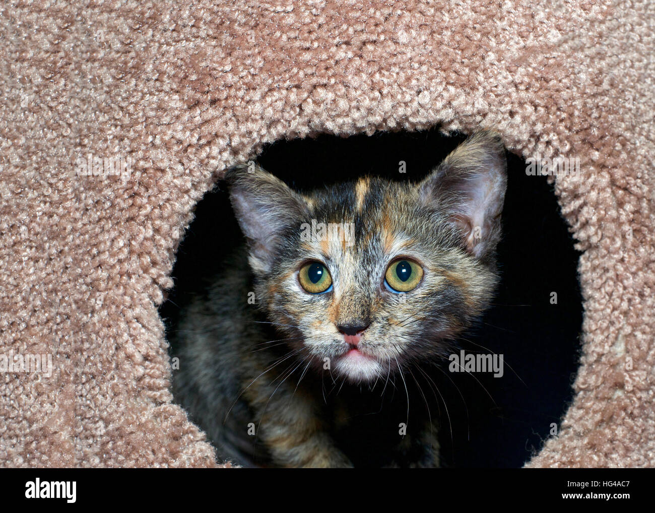 tortoiseshell torbie tabby kitten peeking out of a carpet post. The ...