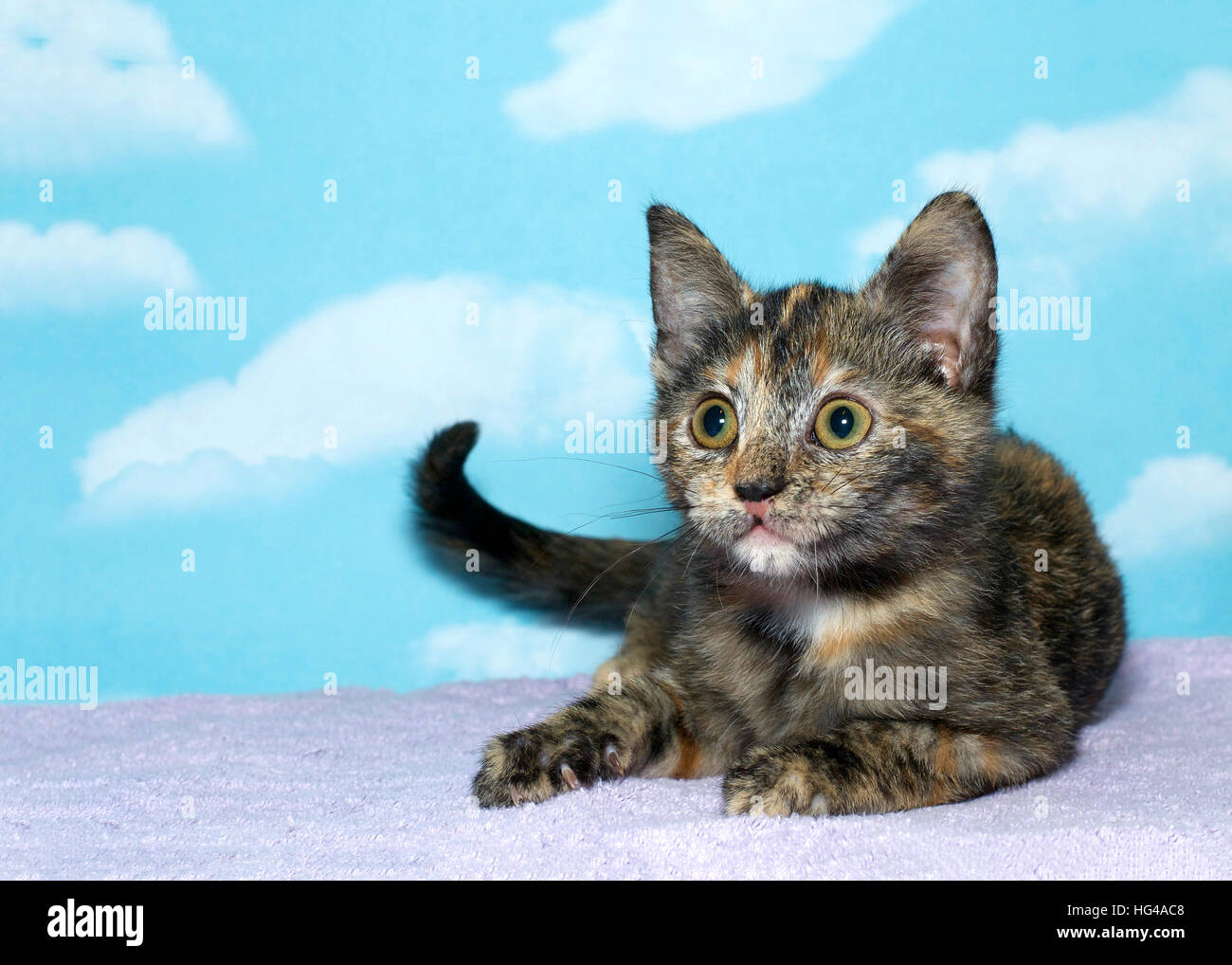 Black tortie tabby hi-res stock photography and images - Alamy