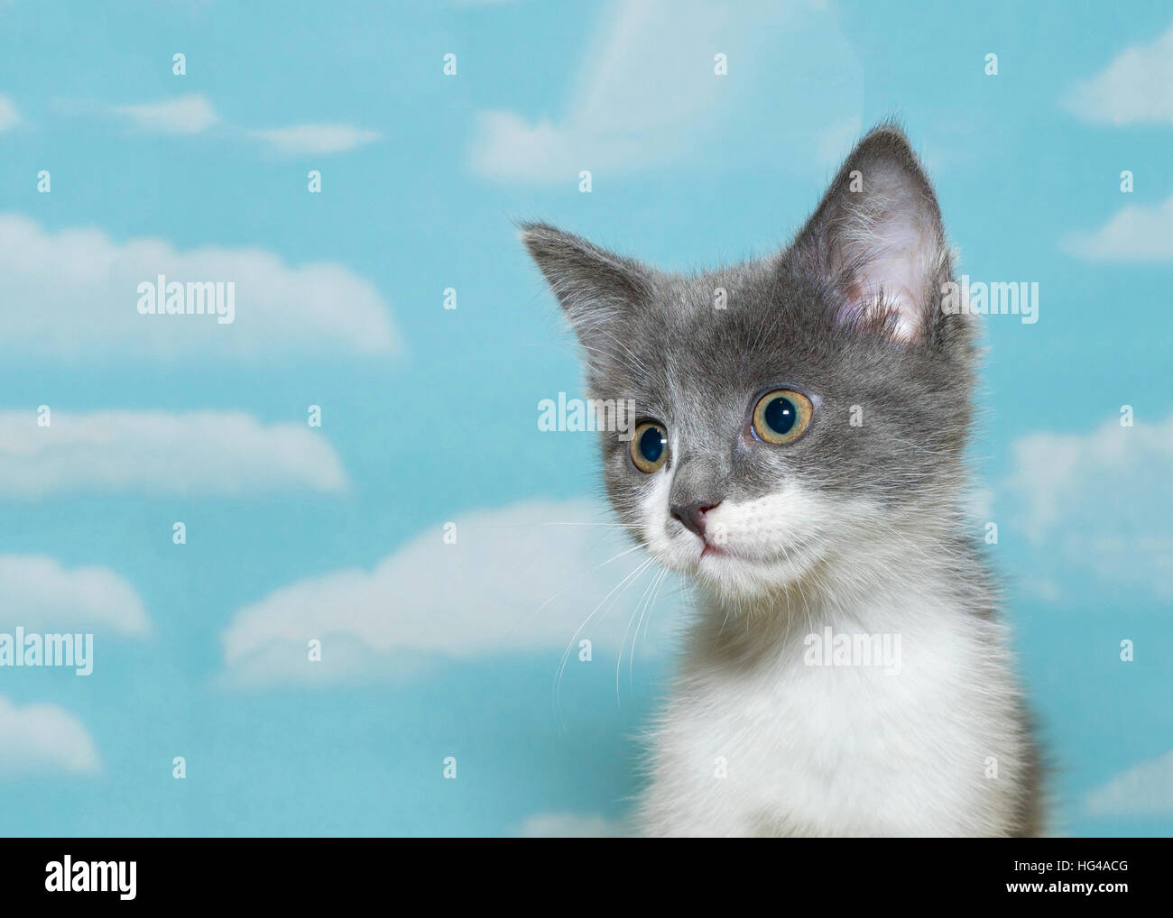 Partial side view portrait of Gray and white kitten looking down and to ...