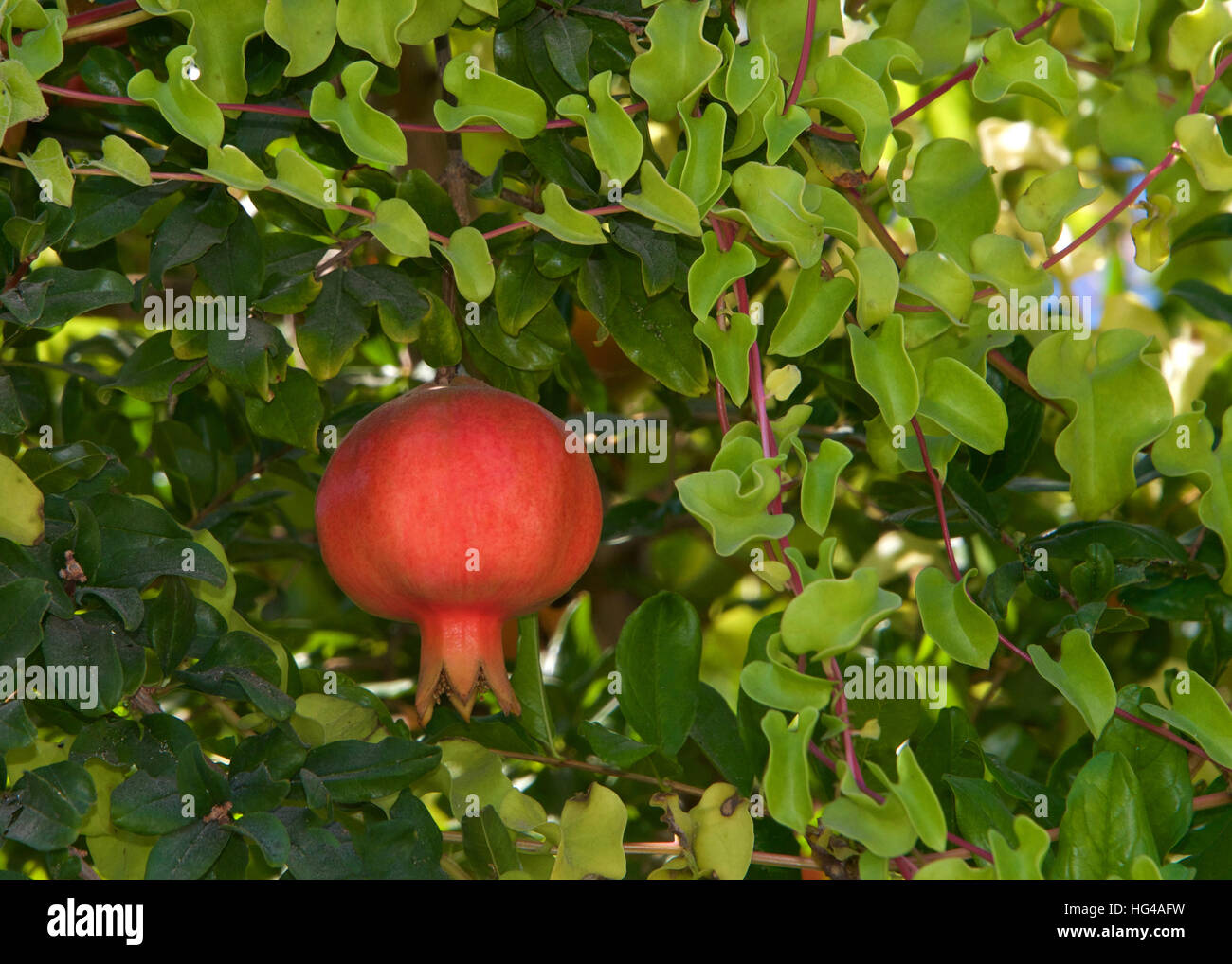 Single pomegranate on the tree Stock Photo - Alamy