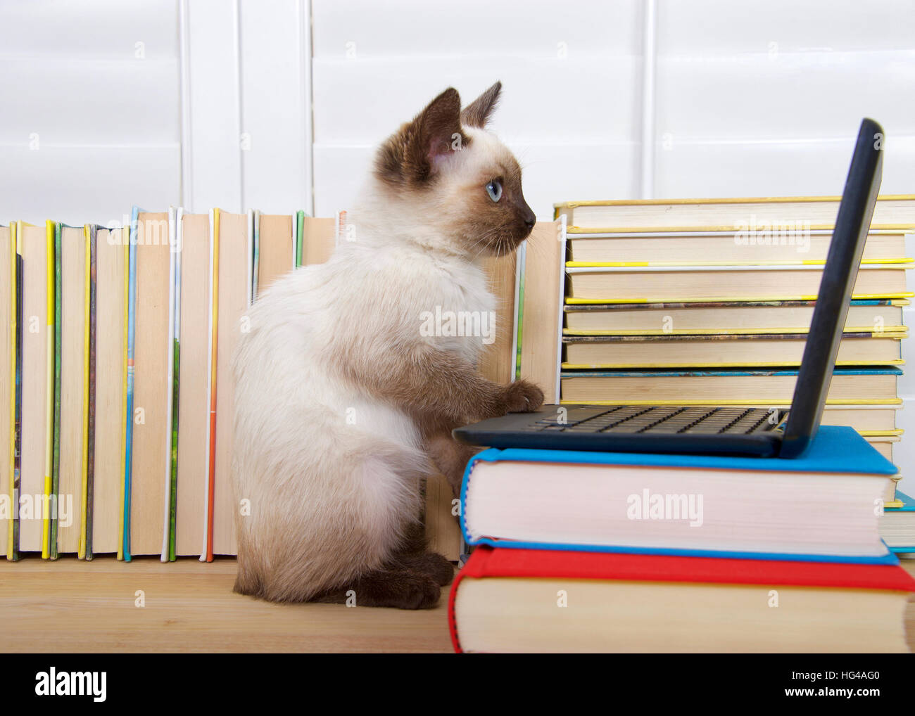 Purebred siamese cat computer hi-res stock photography and images - Alamy