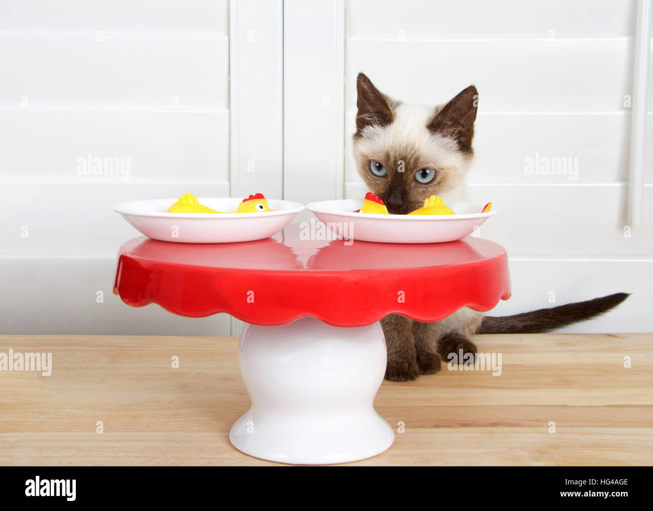 siamese kitten sitting on wood floor at red and white miniature table ...