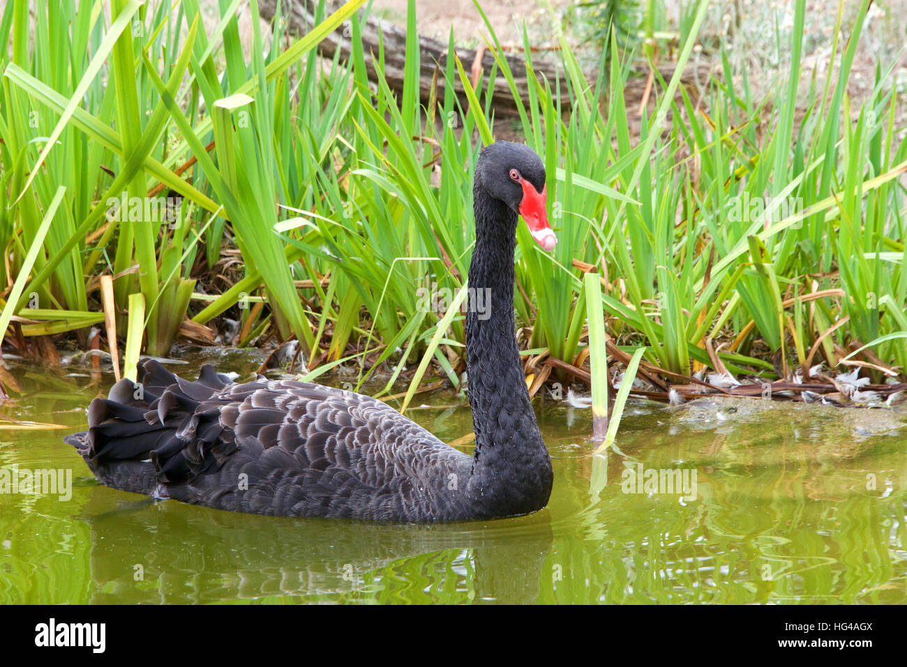black swan swimming in murky green water, green grass in background ...
