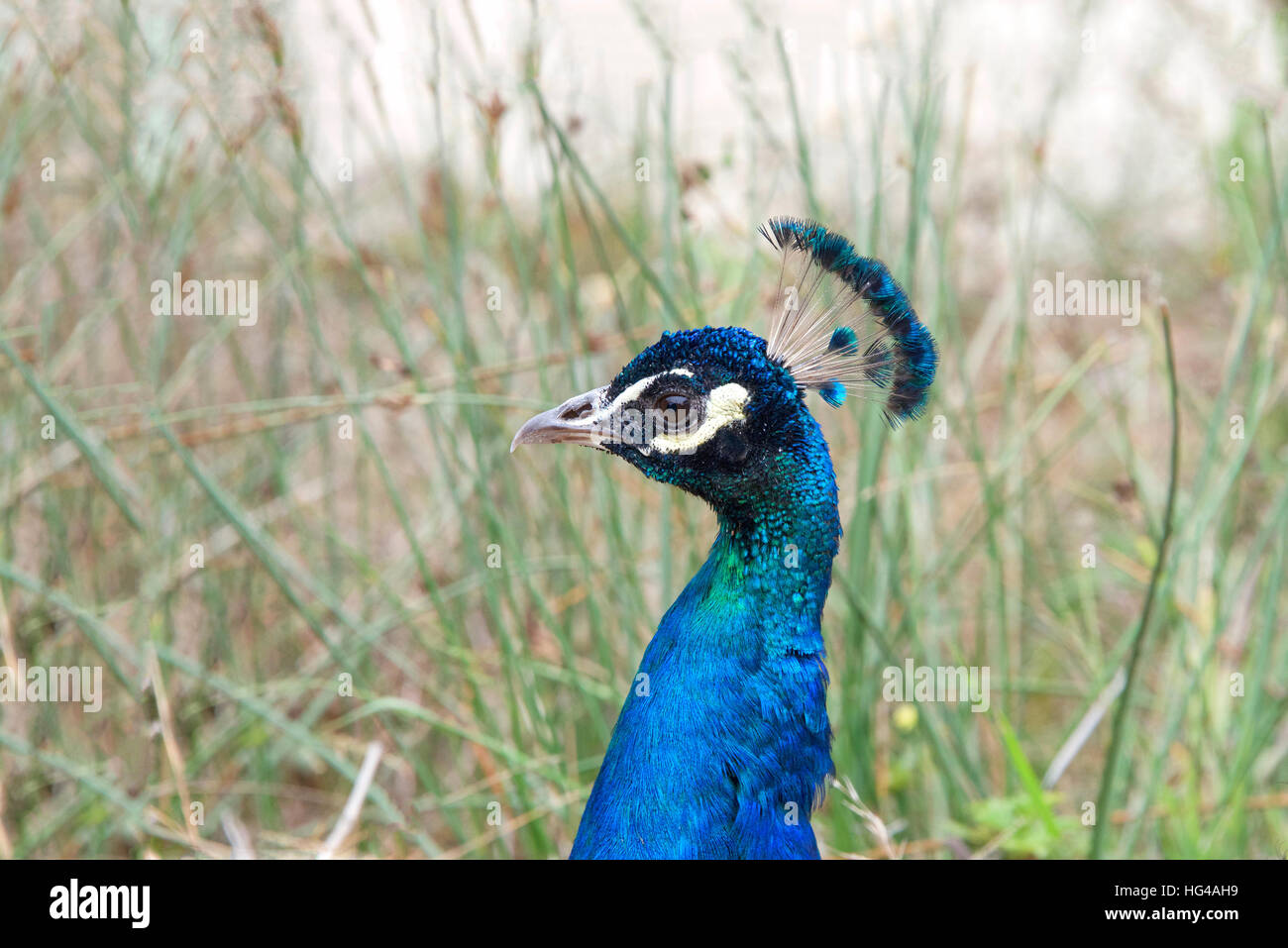side view portrait of a male peacock with tall wild grass in the ...