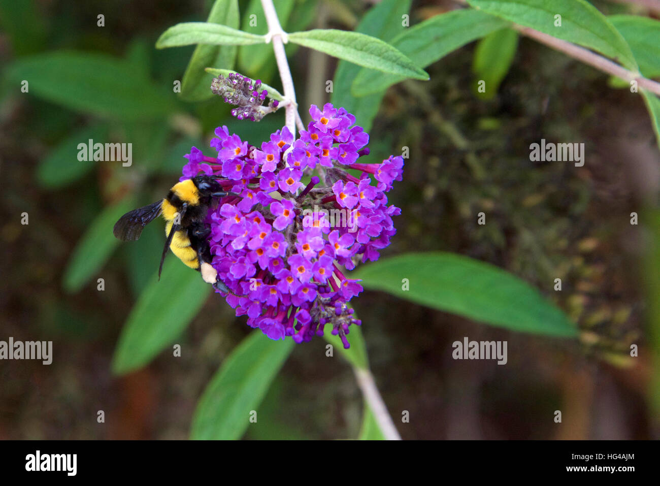 A bumblebee, or bumble bee, collecting pollen from purple cluster ...