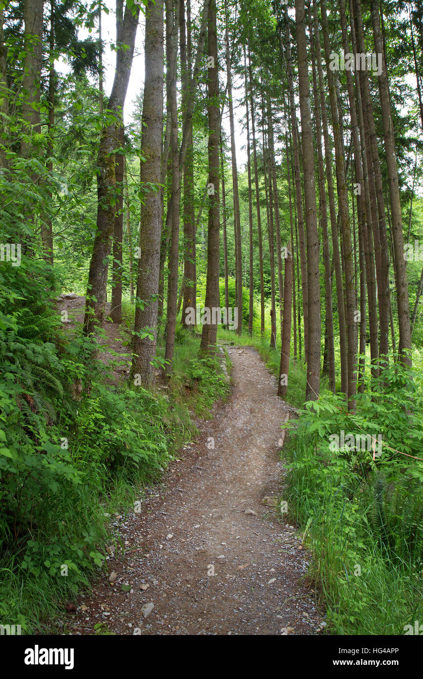 Dirt path going through a tree-filled forest in Canada Stock Photo - Alamy