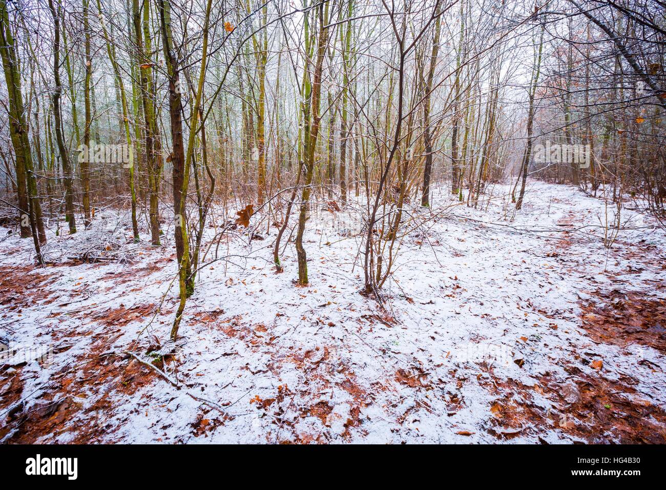Dull and depressive winter forest landscape. European forest at bad ...