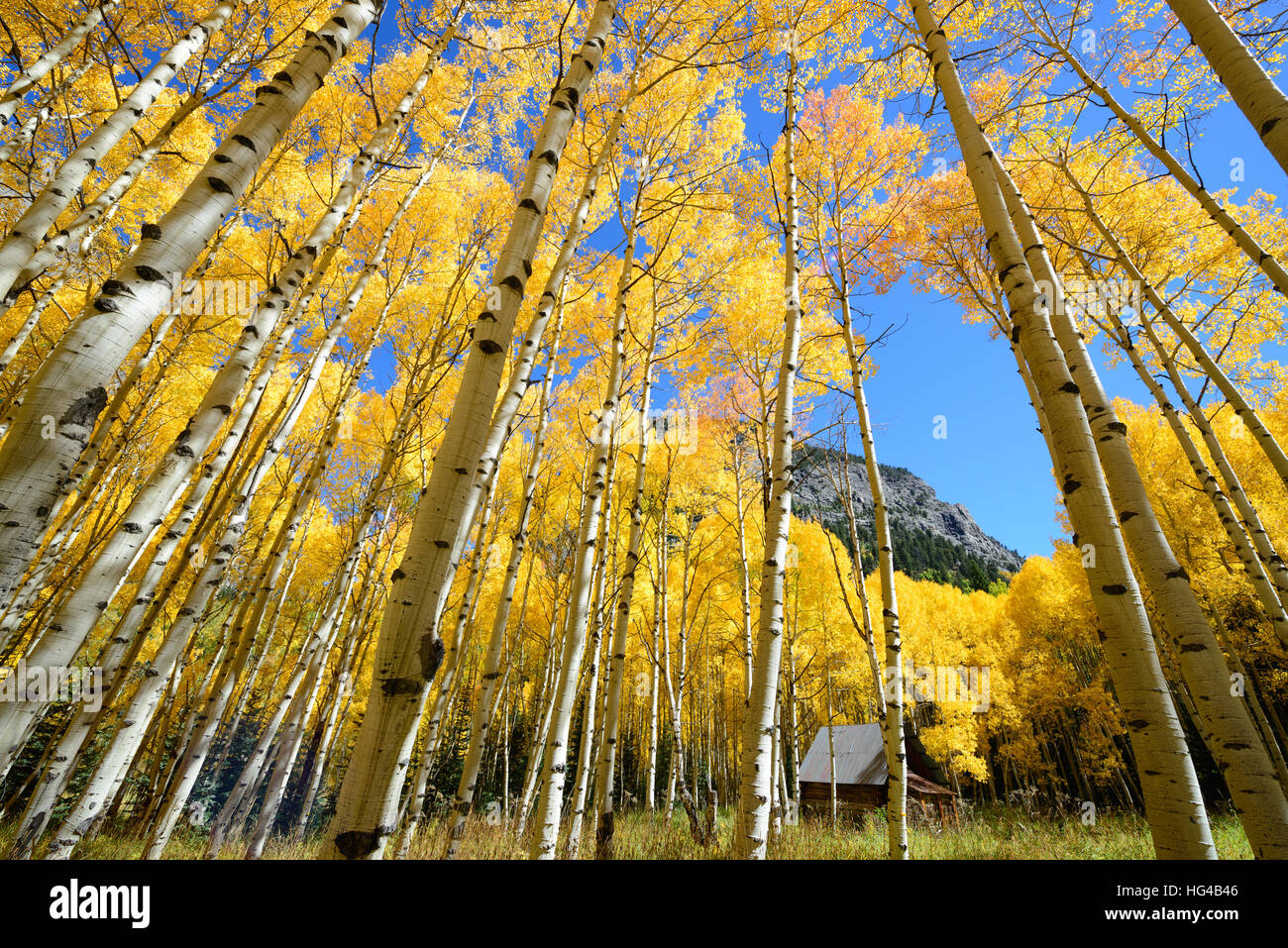 Abstract of golden aspen tree in Aspen - snowmass wilderness area ...