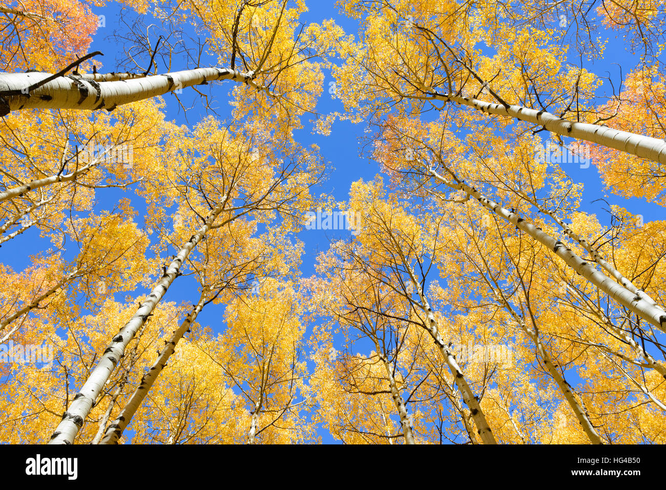Golden aspen hi-res stock photography and images - Alamy