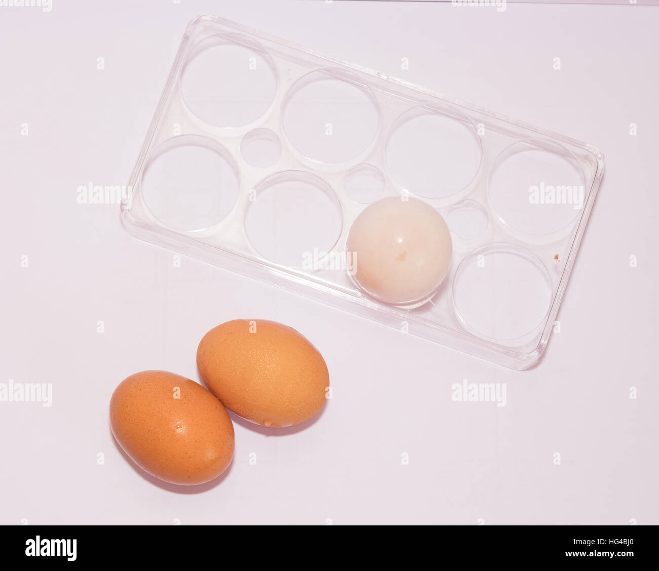 Chicken egg development hi-res stock photography and images - Alamy