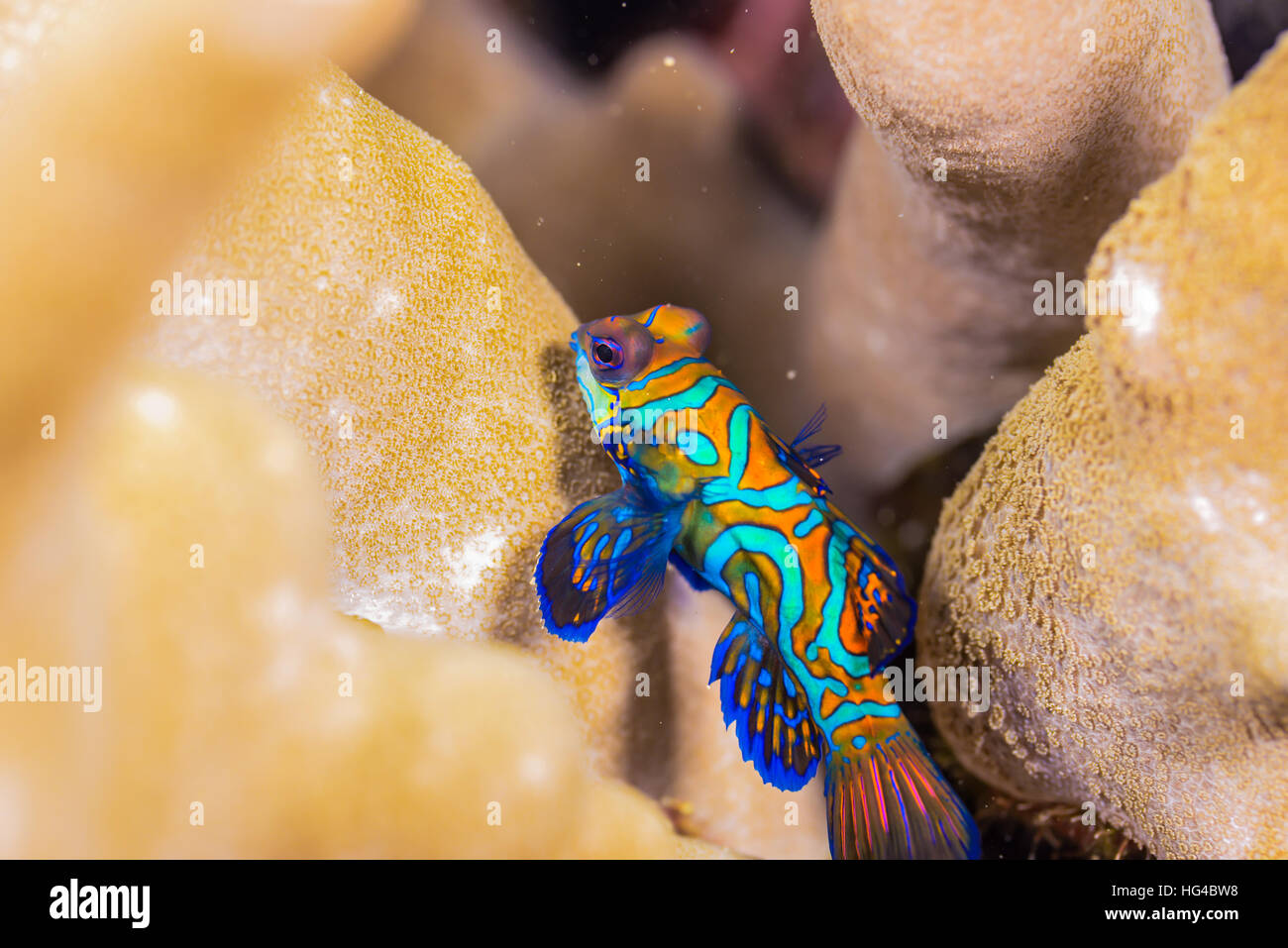 Mandarin Fish Wallpaper