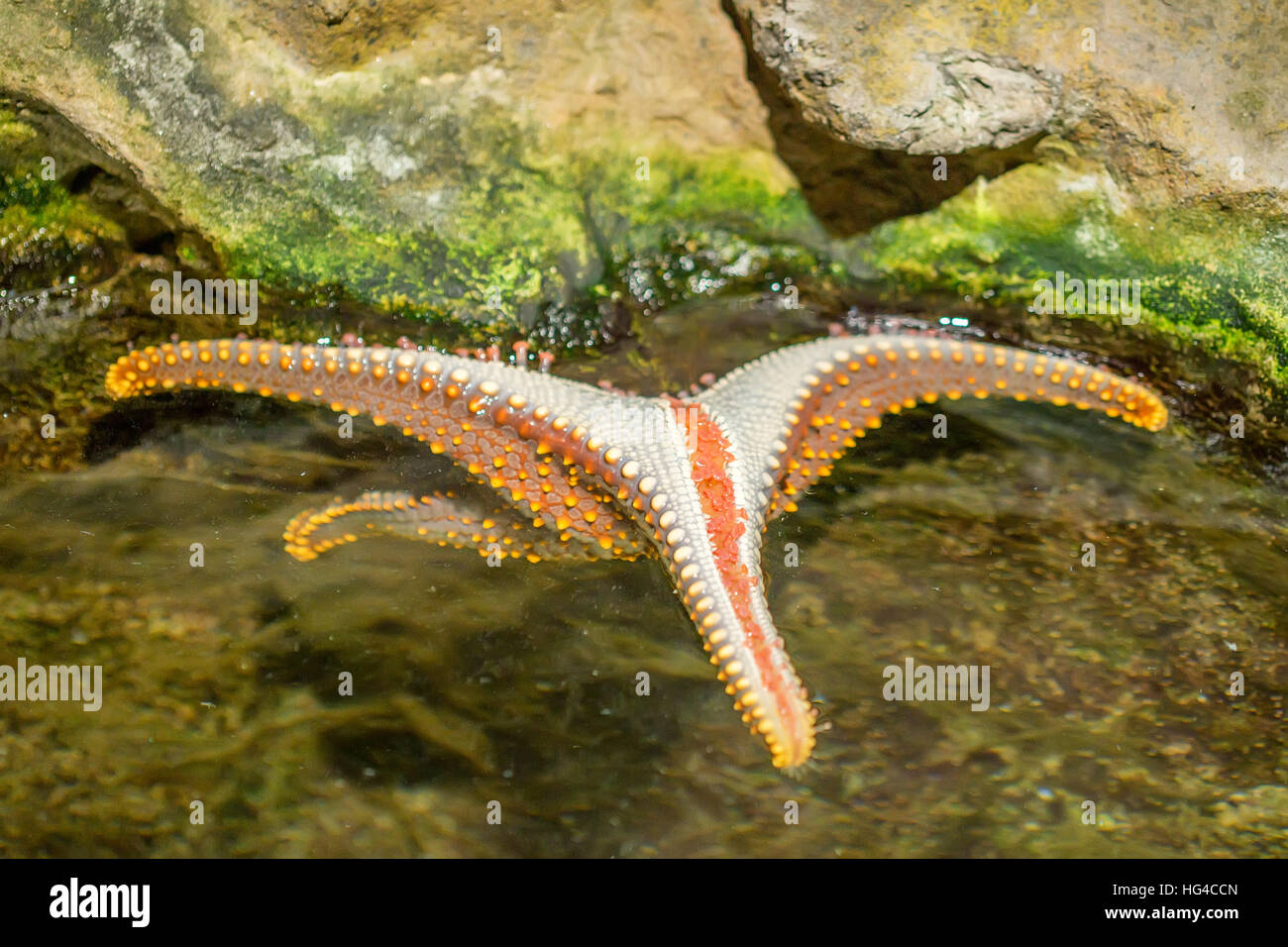 Starfish underwater picture Stock Photo - Alamy