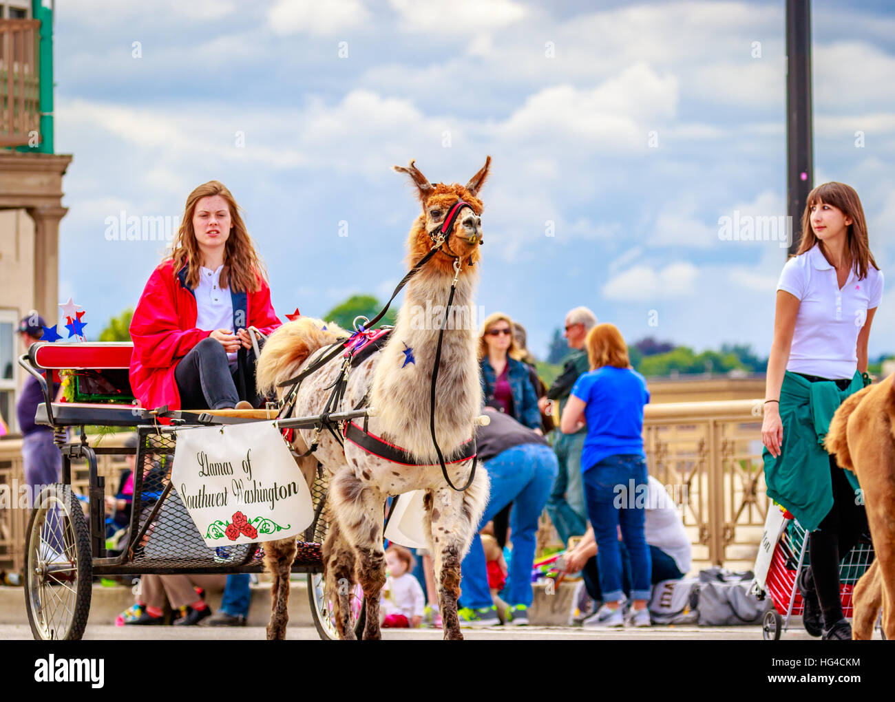 Portland, Oregon, USA - June 11, 2016: The Llamas of SW Washington in ...