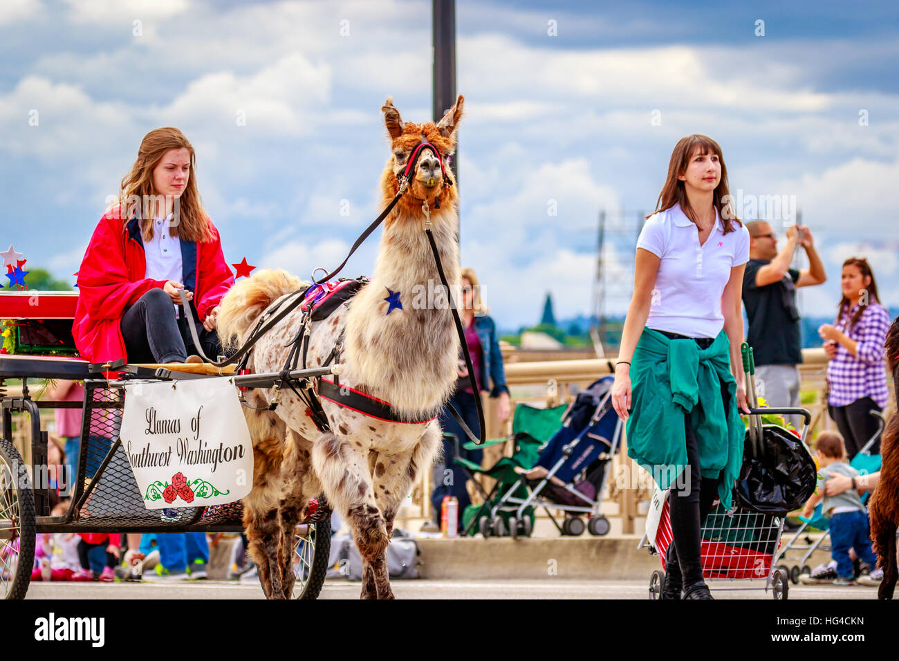 Portland, Oregon, USA - June 11, 2016: The Llamas of SW Washington in ...