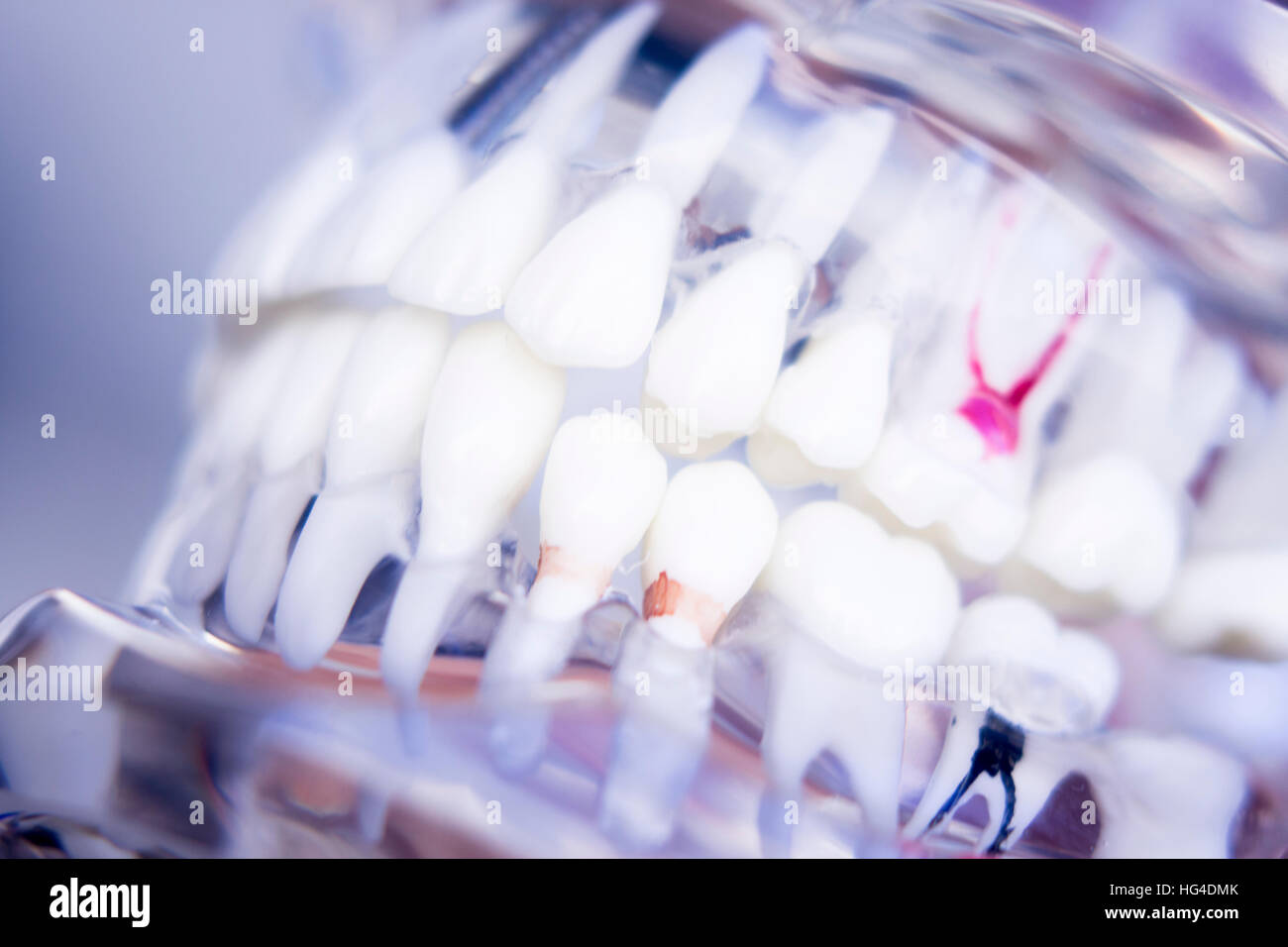 Dentists tooth plastic model used for teaching, learning and patient ...