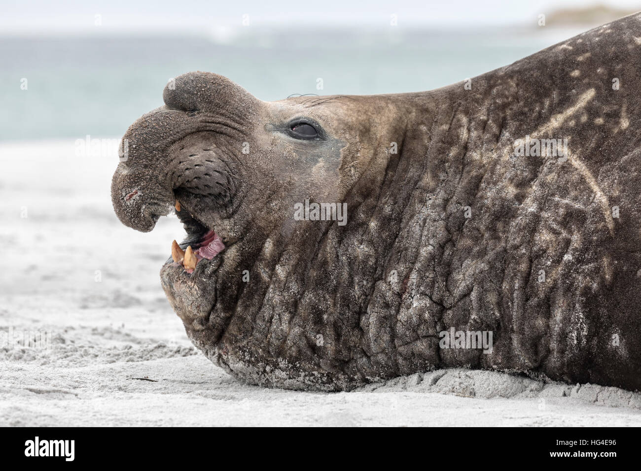 Southern Elephant Seal Stock Photo - Alamy