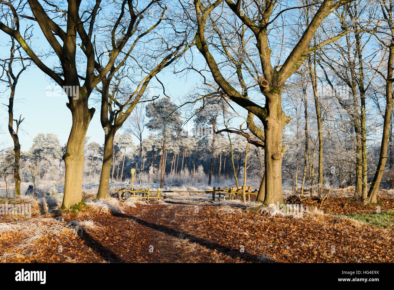 winter landscape with trees and path for walking or hiking Stock Photo ...