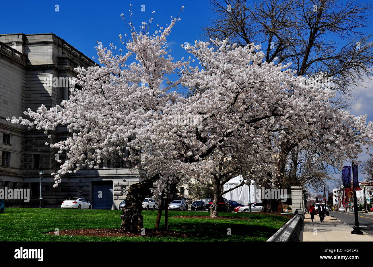 Washington, DC - April 9, 2014 : Flowering cherry tree on the grounds ...