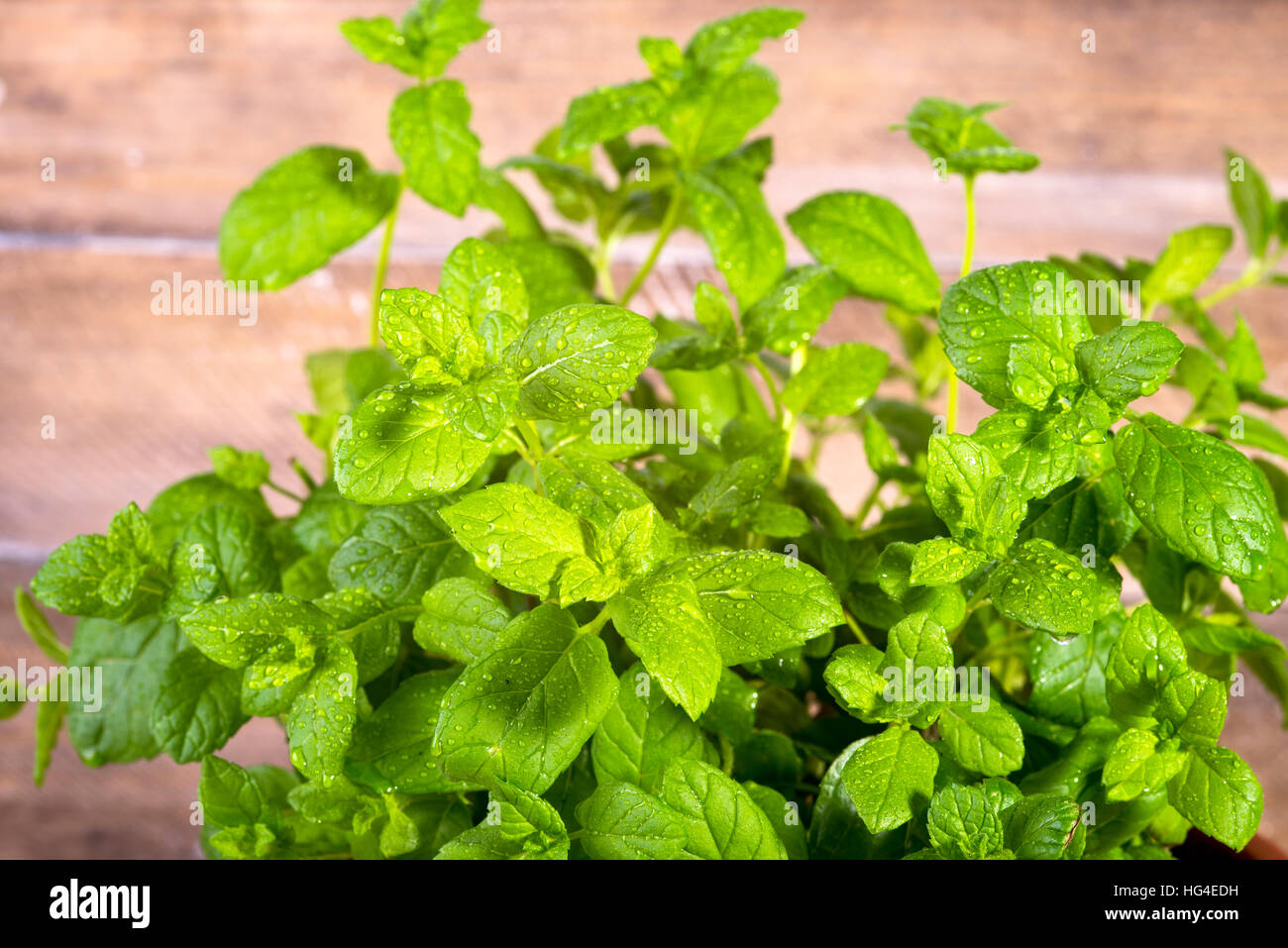Image of fresh mint in drops of dew Stock Photo - Alamy