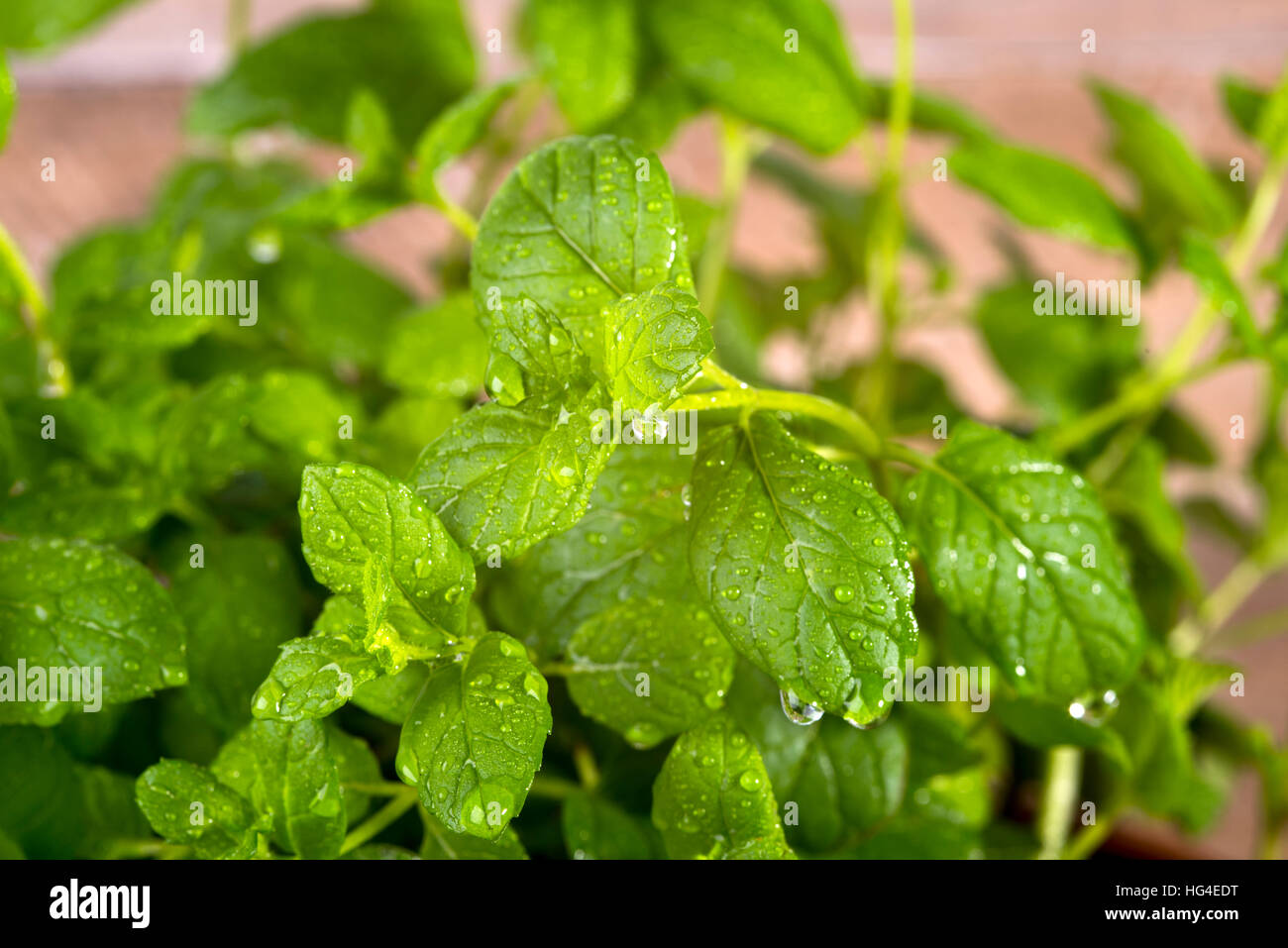 Image of fresh mint in drops of dew Stock Photo - Alamy