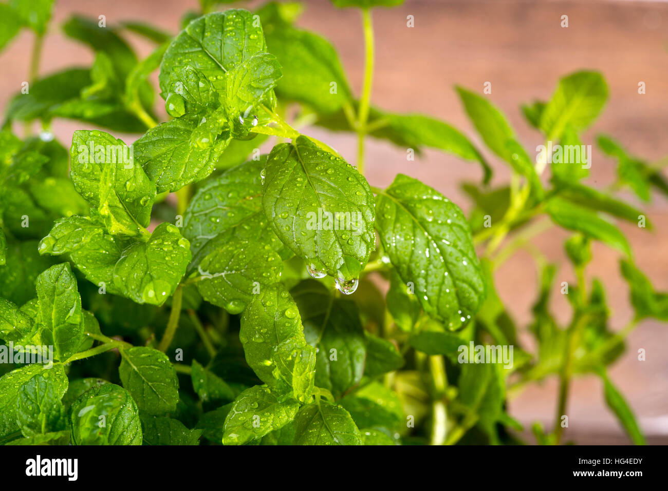 Image of fresh mint in drops of dew Stock Photo - Alamy
